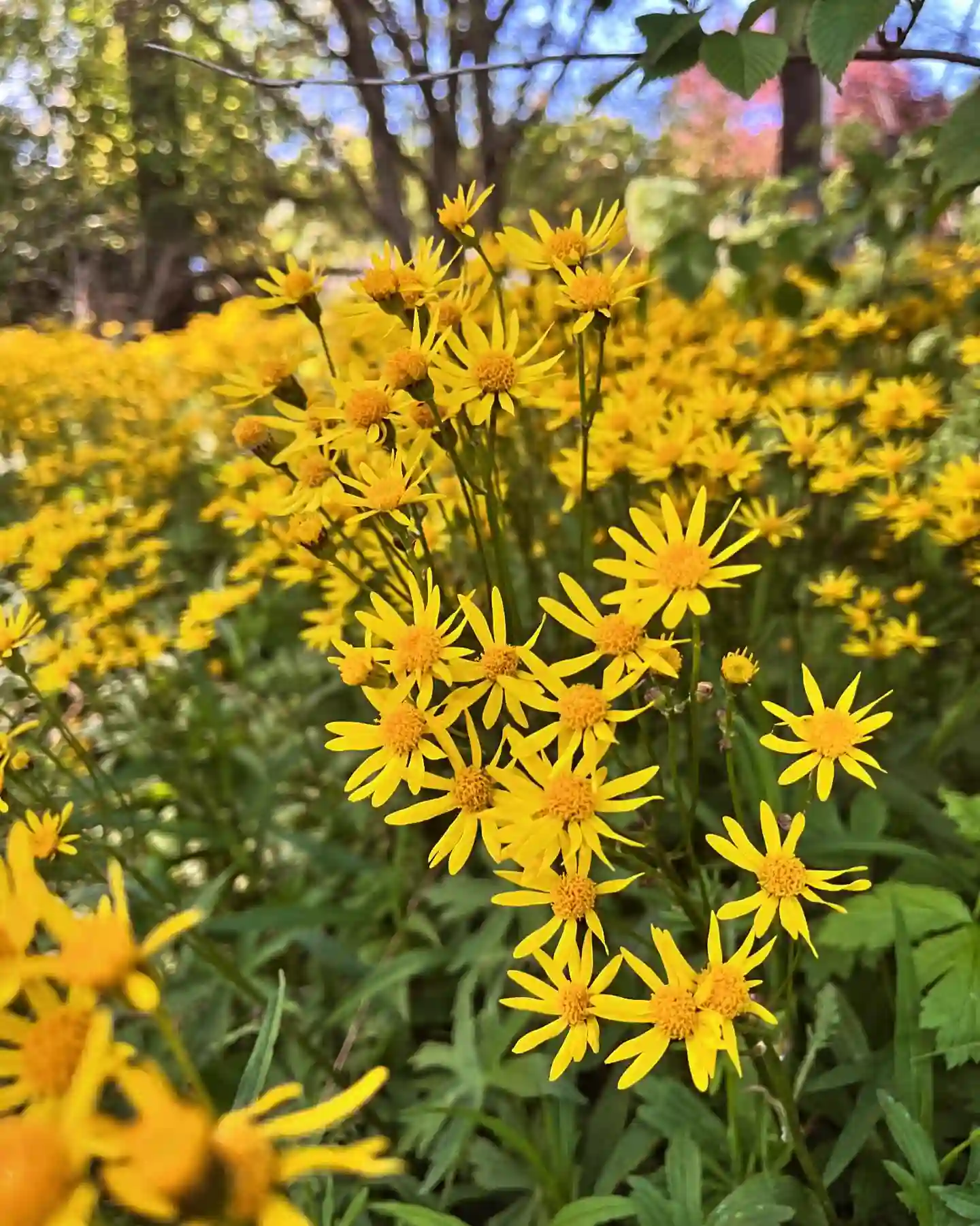Plant FAQs: Packera Aurea - Golden Groundsel