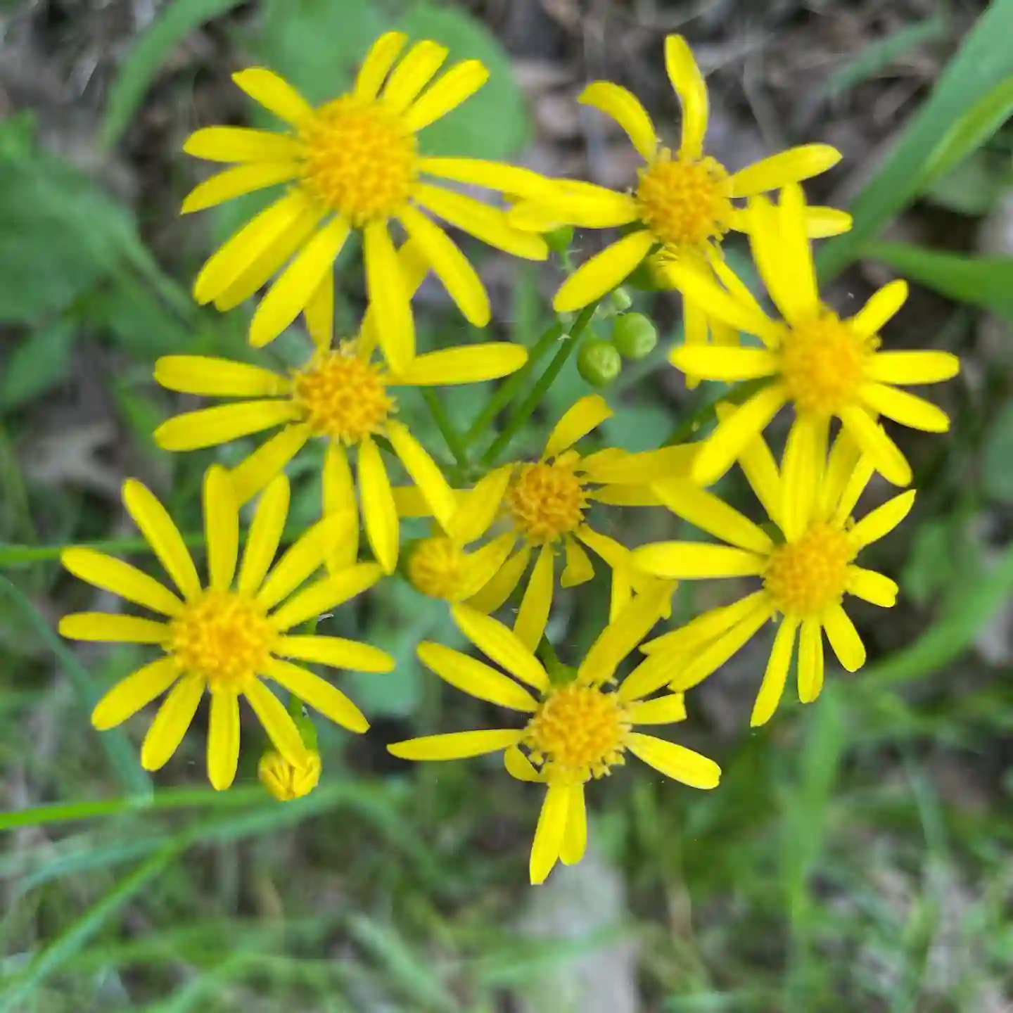 Plant FAQs: Packera Glabella - Butterweed