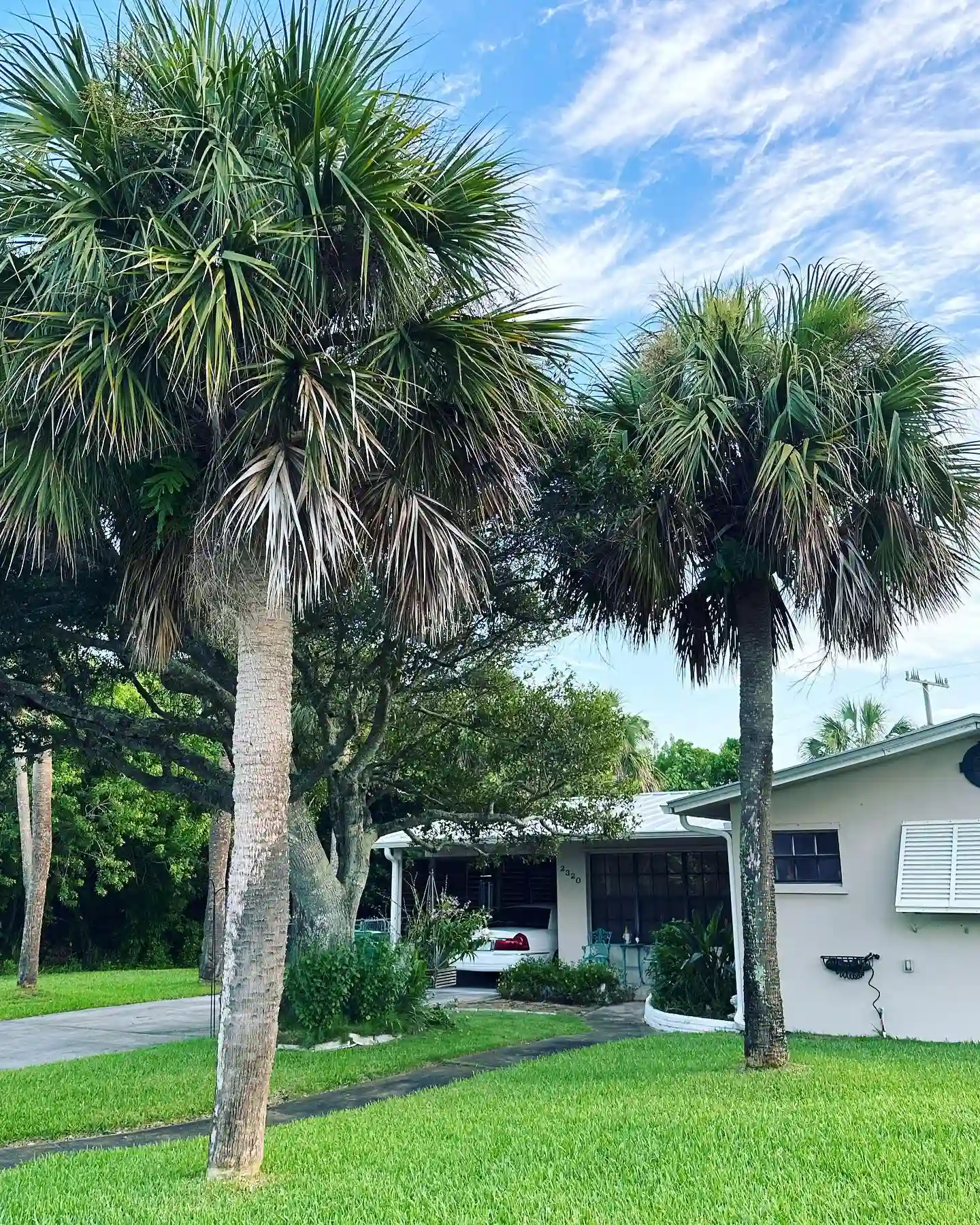 Plant FAQs: Palmetto Tree - Sabal Palm - Sabal Palmetto