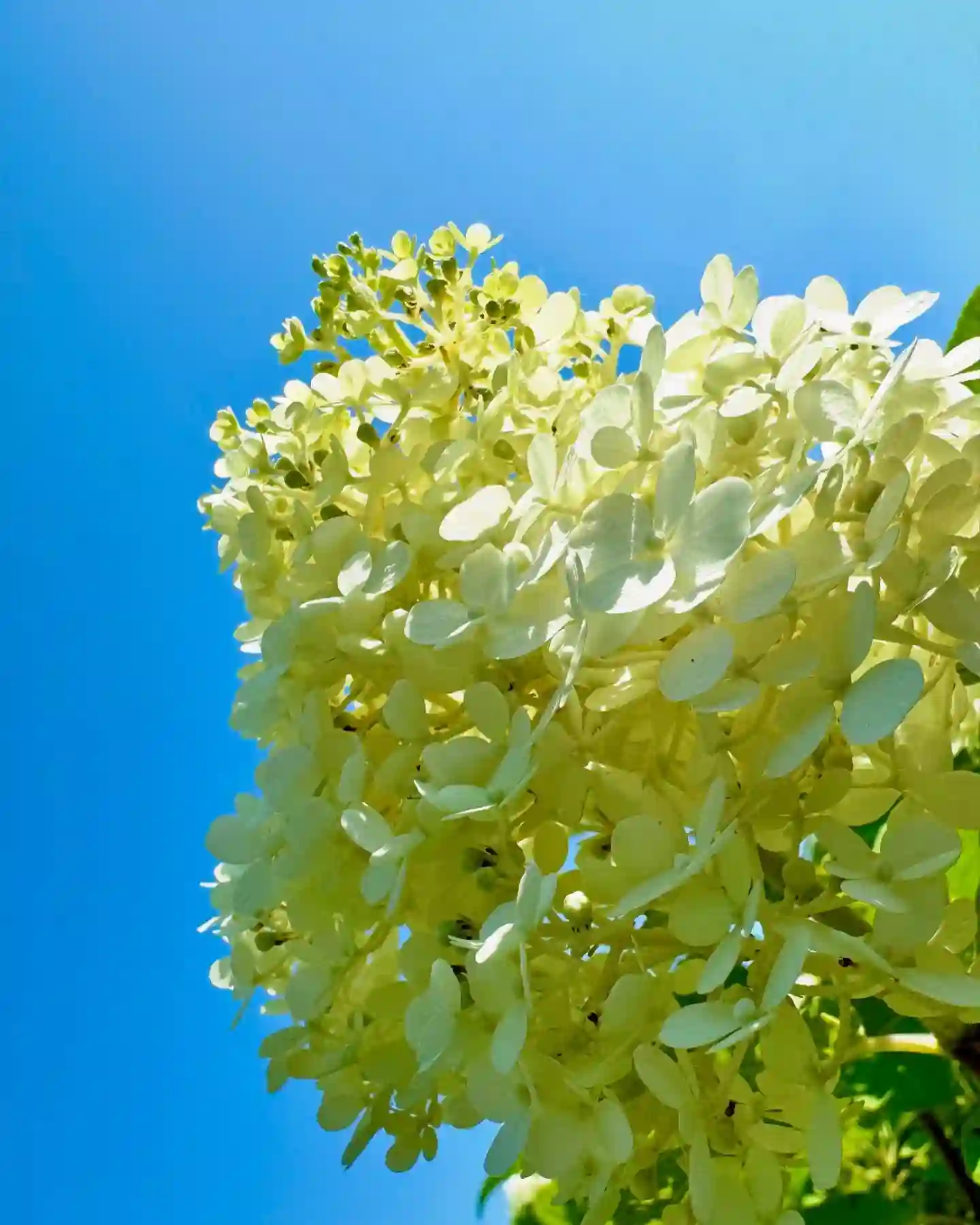 Plant FAQs: Hydrangea Paniculata - Panicle Hydrangea