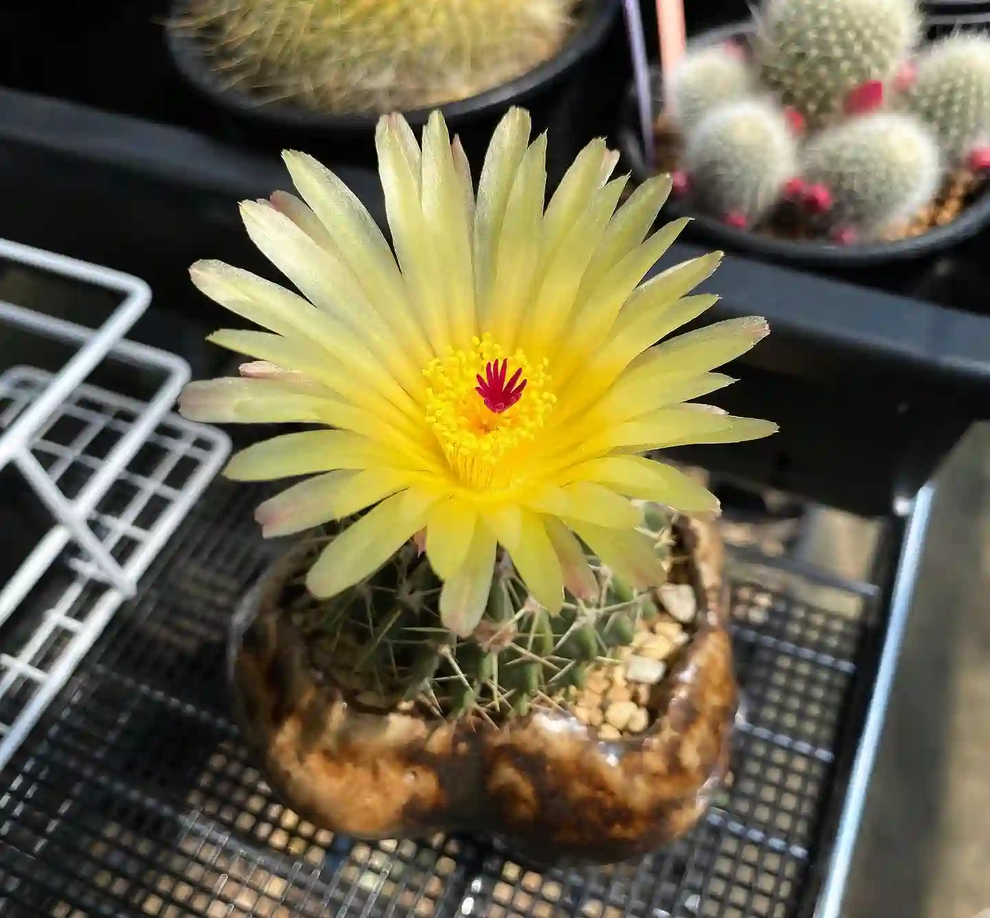 Plant FAQs: Parodia Buiningii