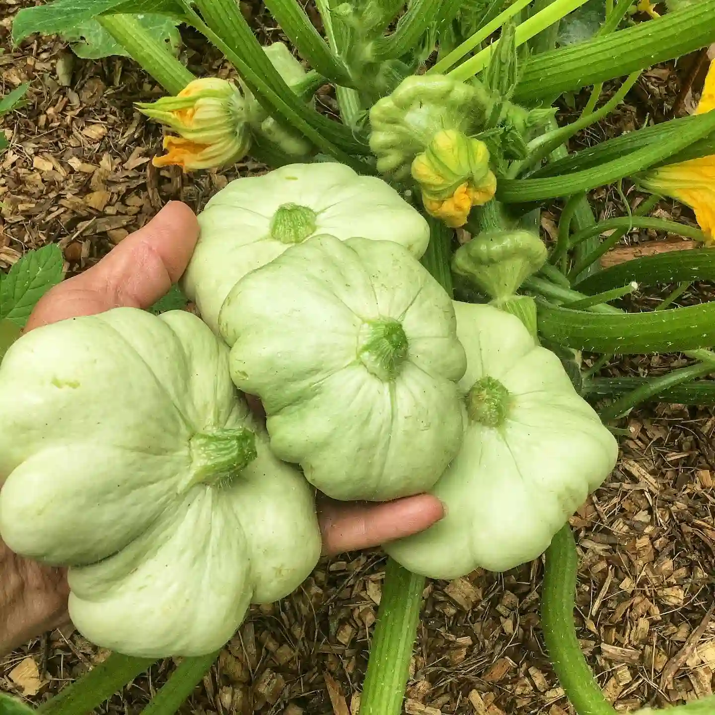 Plant FAQs: Patty Pan Squash