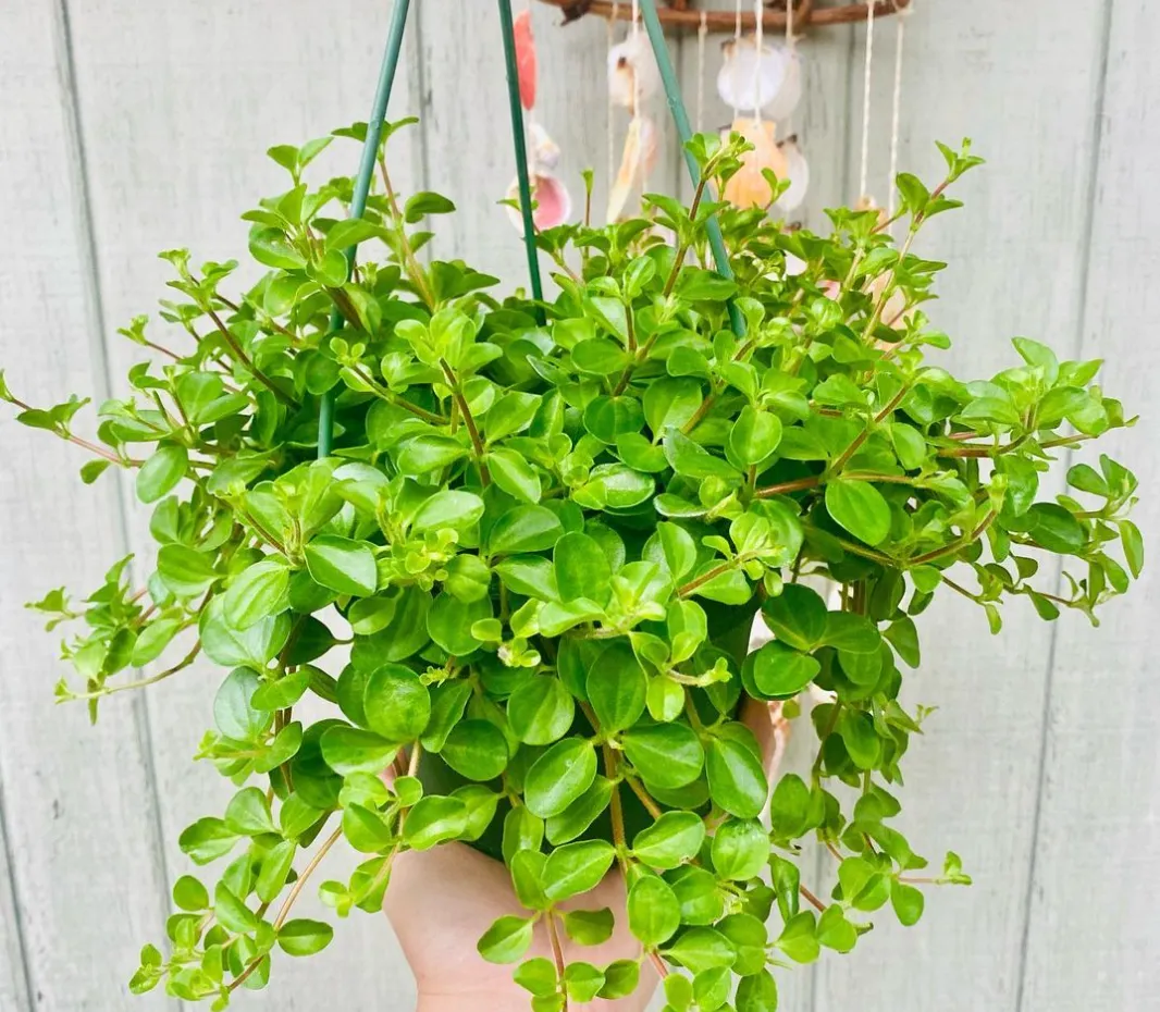 Plant FAQs: Peperomia Jitterbug