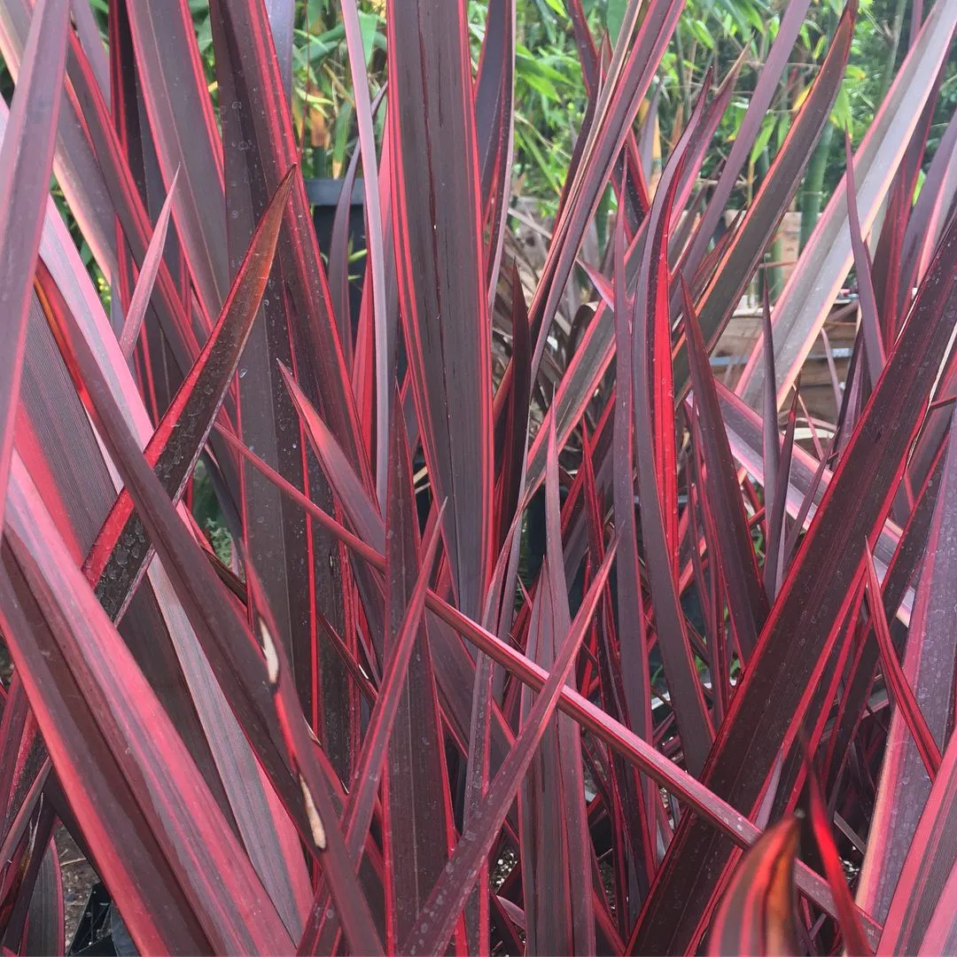 Plant FAQs: Phormium Guardsman