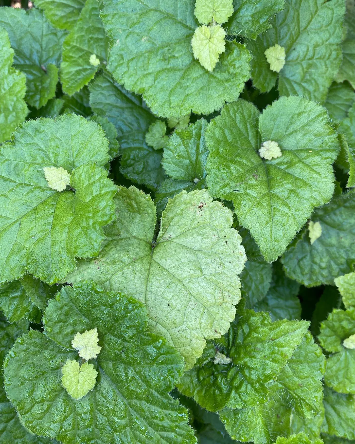 Plant FAQs: Piggyback Plant - Tolmiea Menziesii