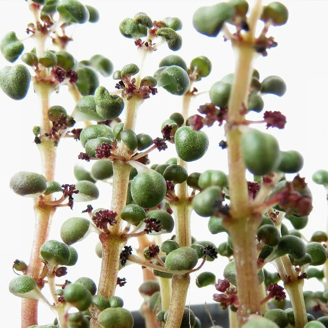 Plant FAQs: Pilea Serpyllacea Globosa