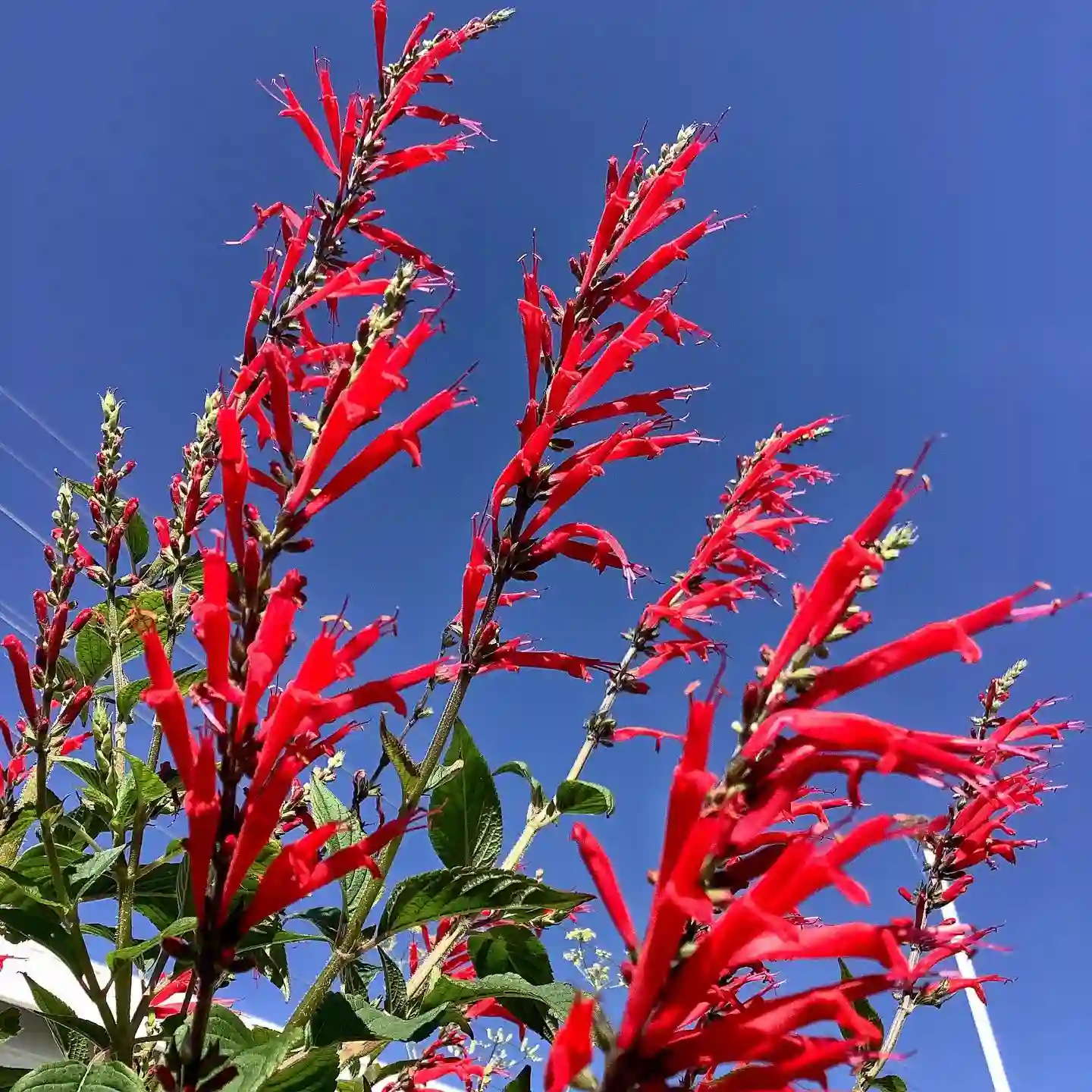 Plant FAQs: Pineapple Sage - Salvia Elegans
