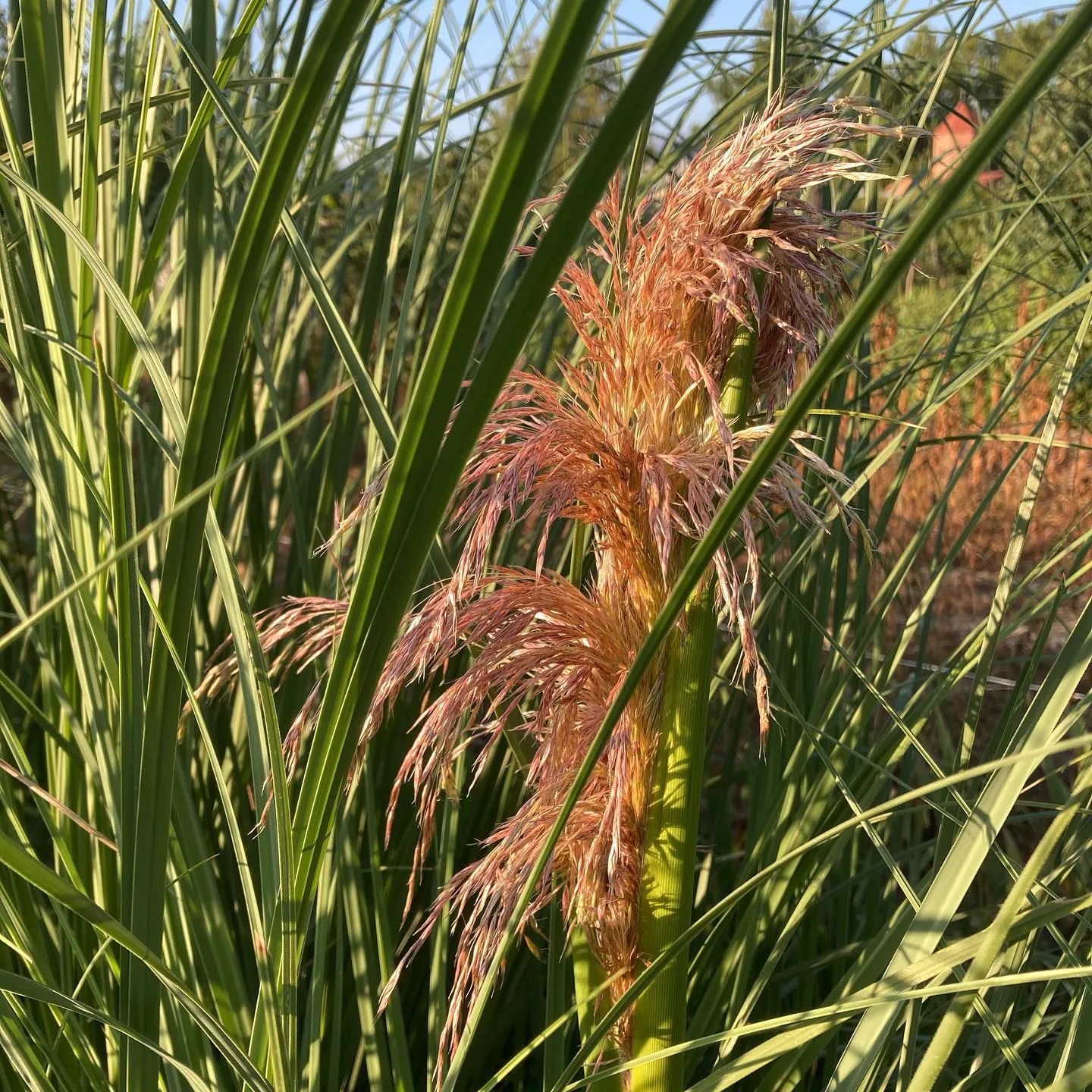 Plant FAQs: Pink Pampas Grass - Cortaderia Jubata