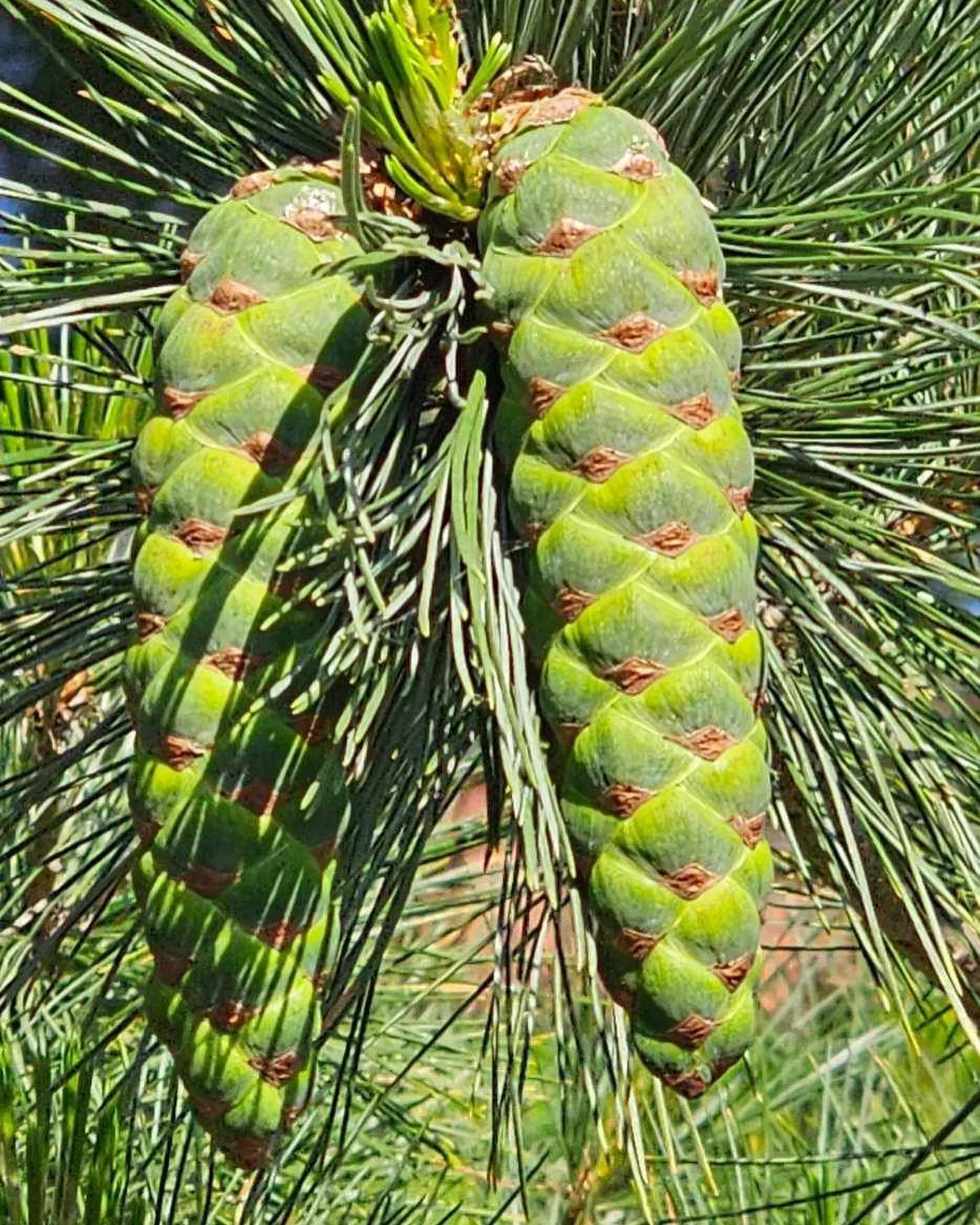 Plant FAQs: Pinus Strobus Louie