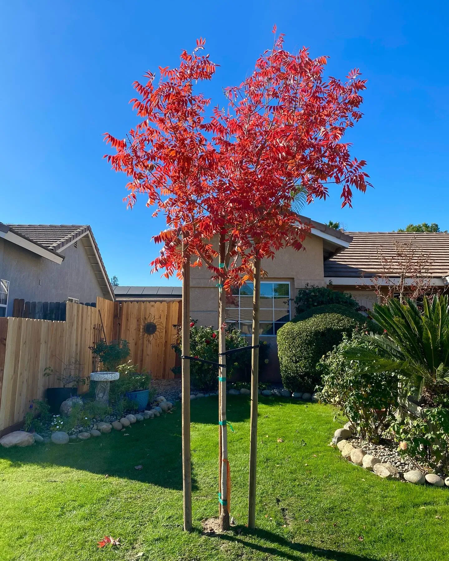 Plant FAQs: Pistacia Chinensis Keith Davey