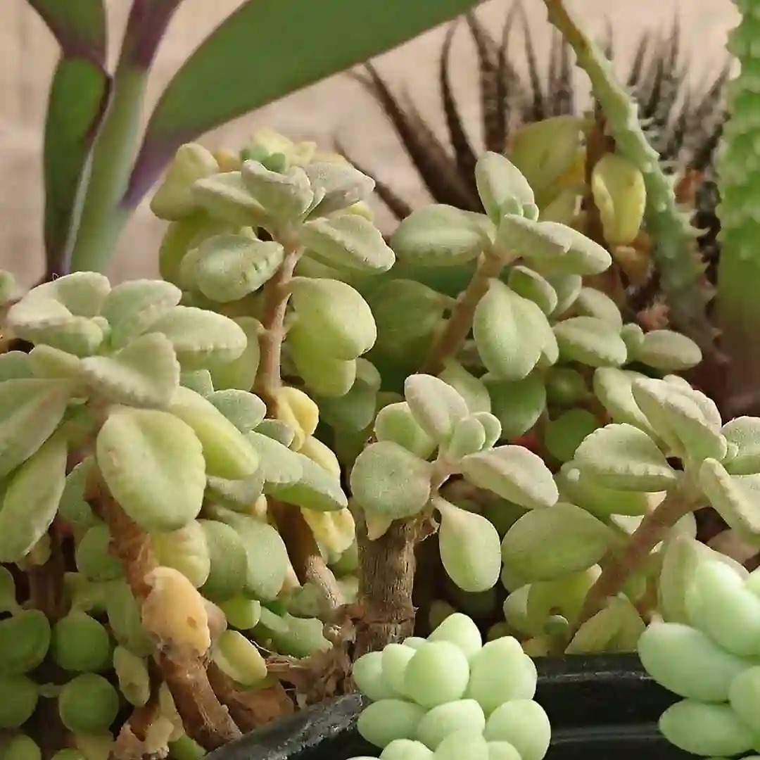 Plant FAQs: Plectranthus Socotranus - Coleus Socotranus