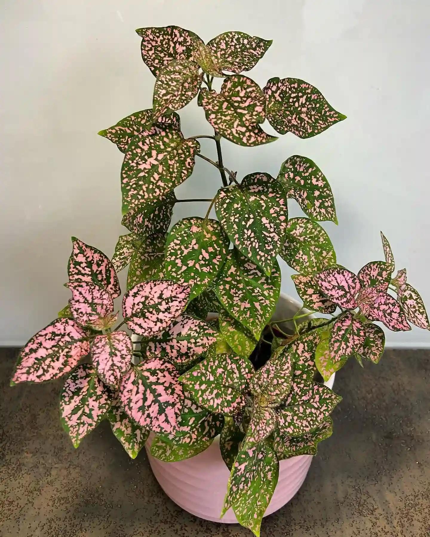 Plant FAQs: Polka Dot Plant - Hypoestes Phyllostachya