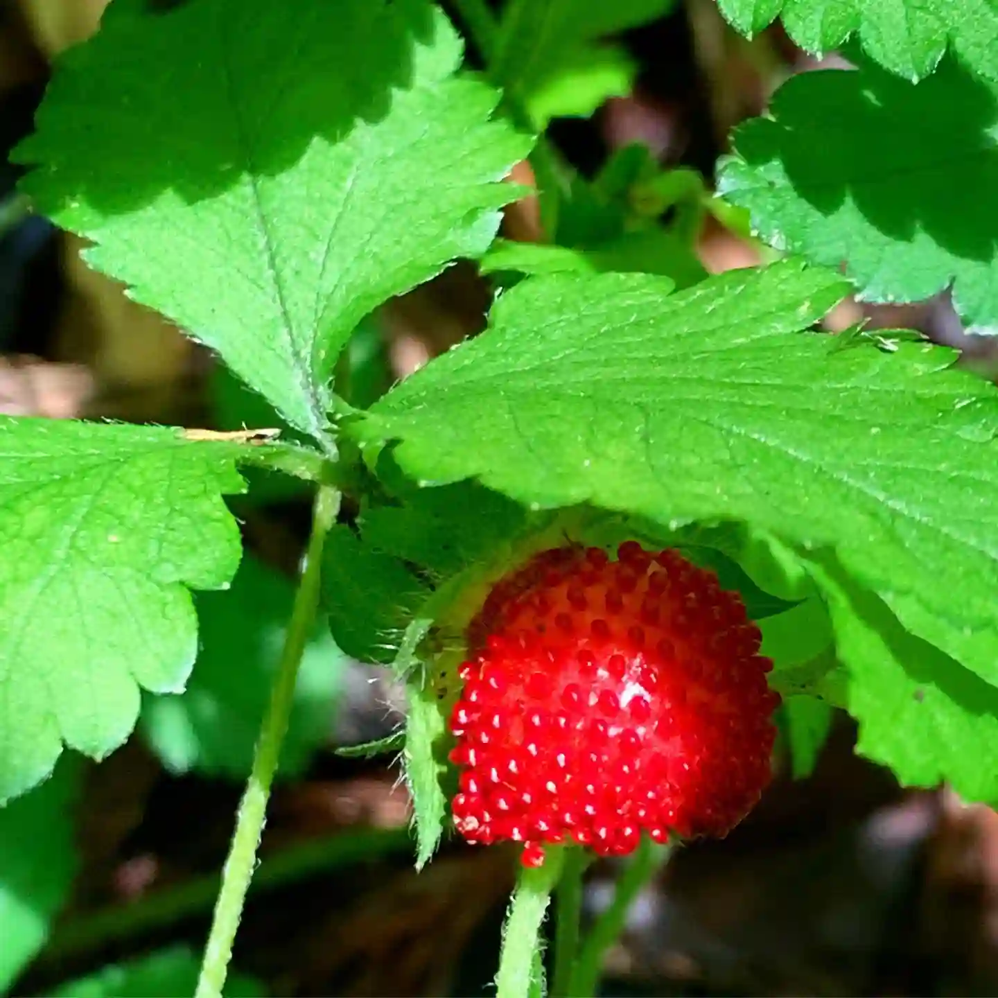 Plant FAQs: Indian Strawberry - Potentilla Indica