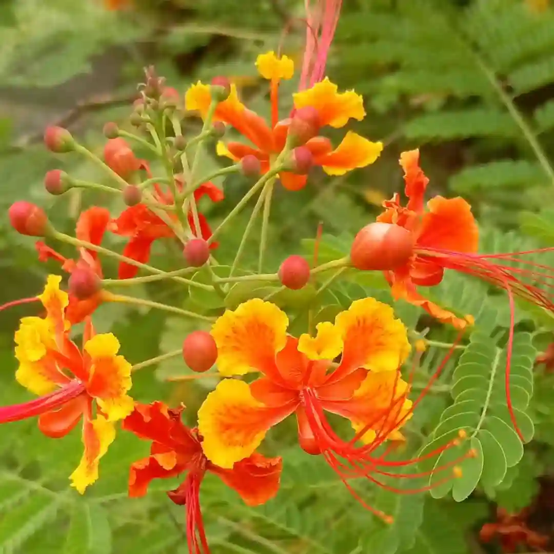Plant FAQs: Pride of Barbados - Caesalpinia Pulcherrima