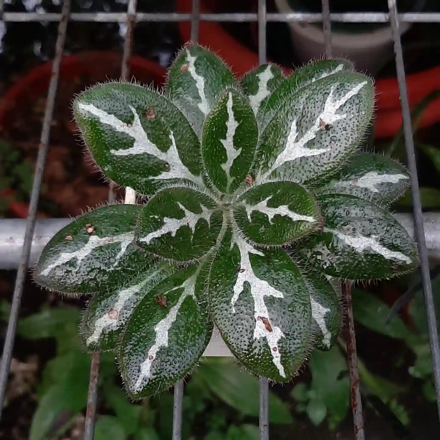 Plant FAQs: Primulina Sinovietnamica