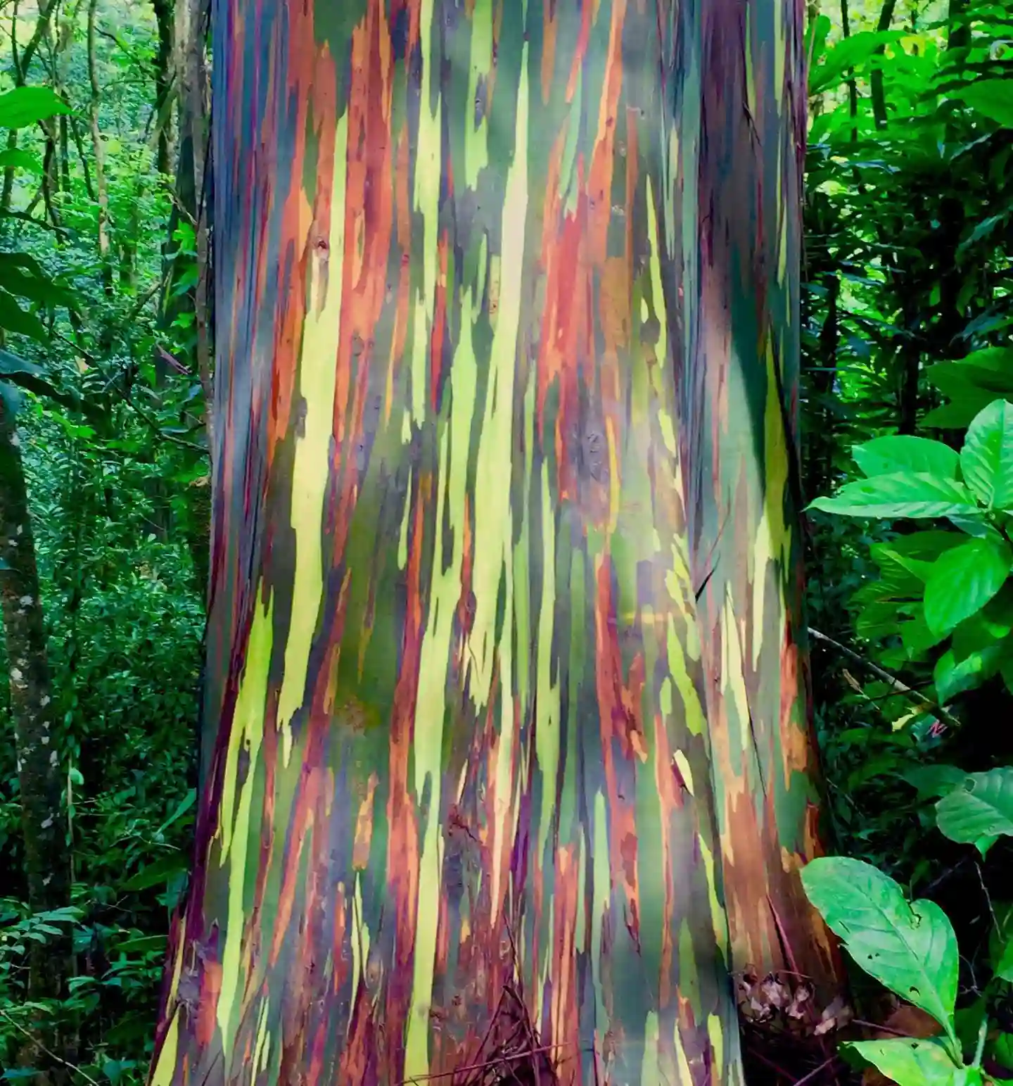 Plant FAQs: Eucalyptus Deglupta - Rainbow Eucalyptus