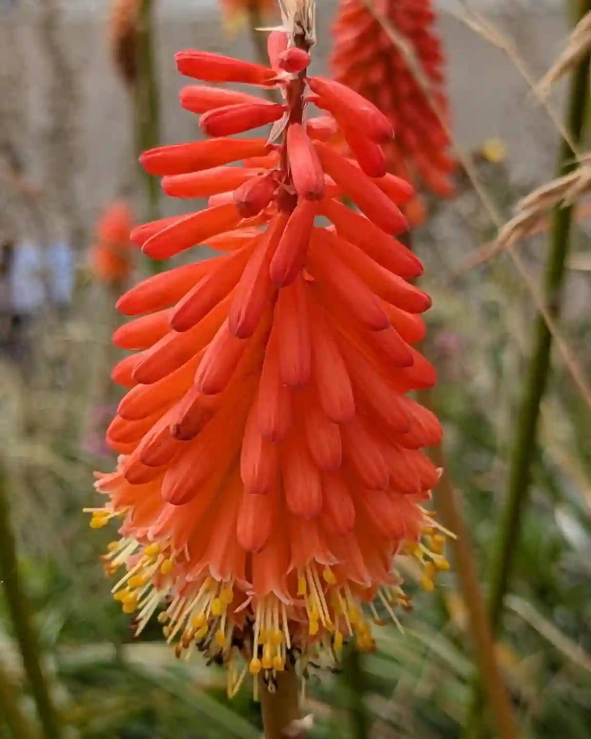 Plant FAQs: Red Hot Poker - Kniphofia