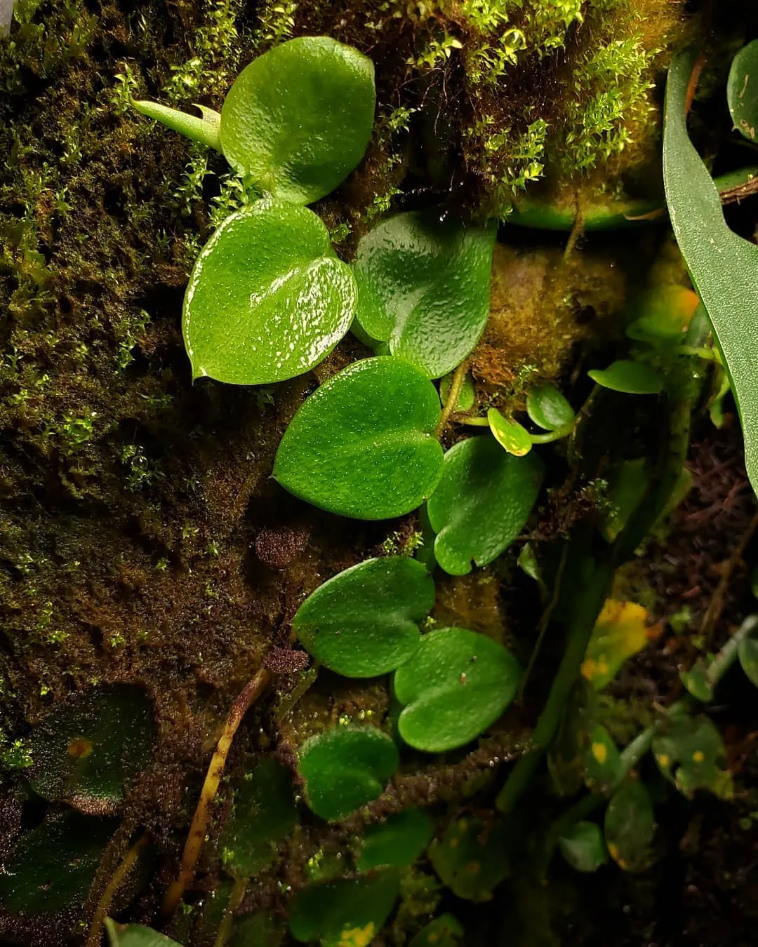 Plant FAQs: Rhaphidophora Pachyphylla