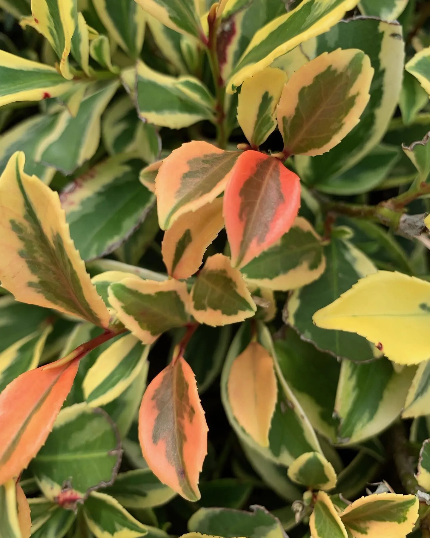 Plant FAQs: Romeo Cleyera