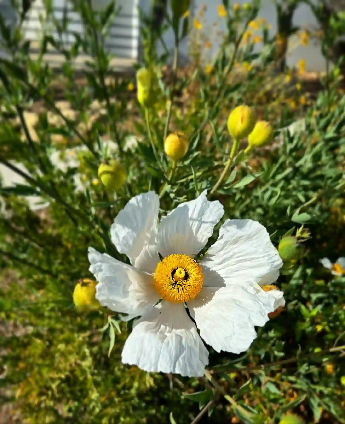 Plant FAQs: Romneya Coulteri - Matilija Poppy