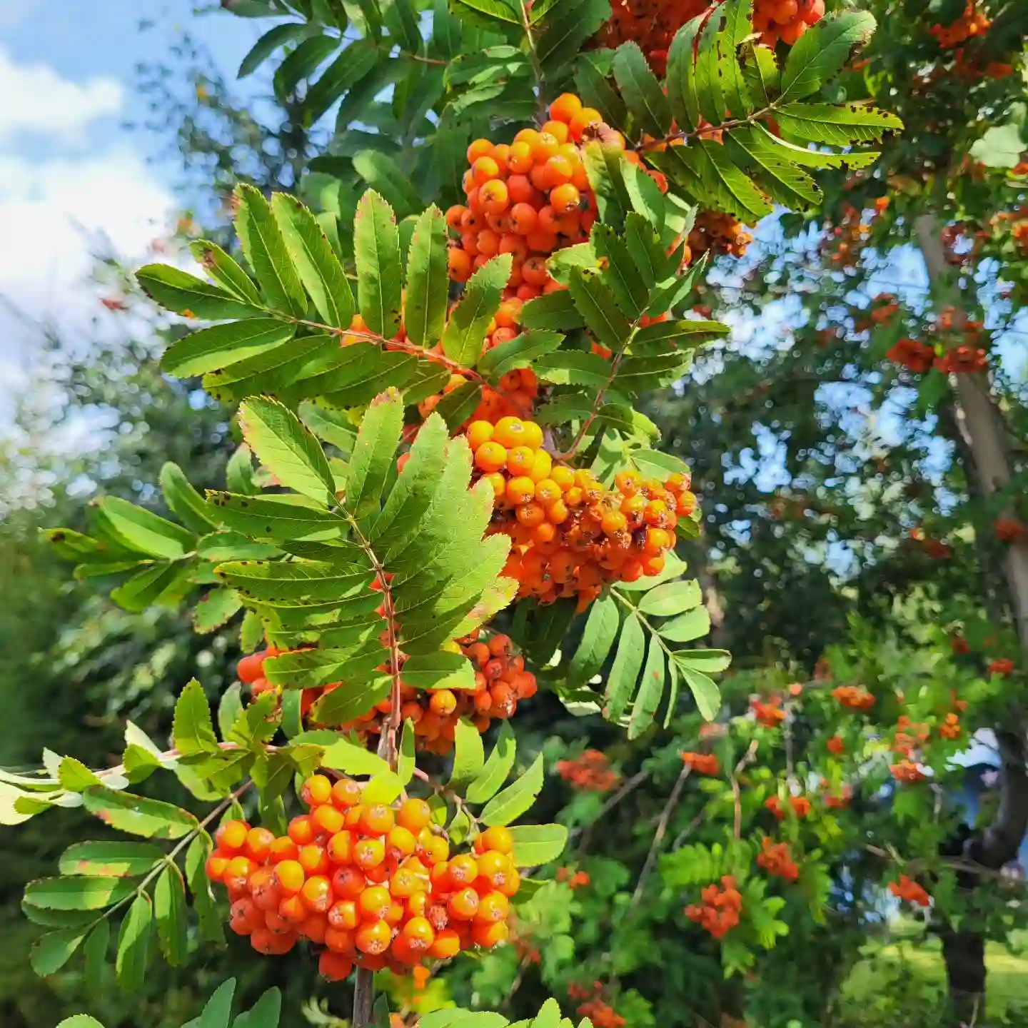 Plant FAQs: Rowan Tree - Sorbus Aucuparia