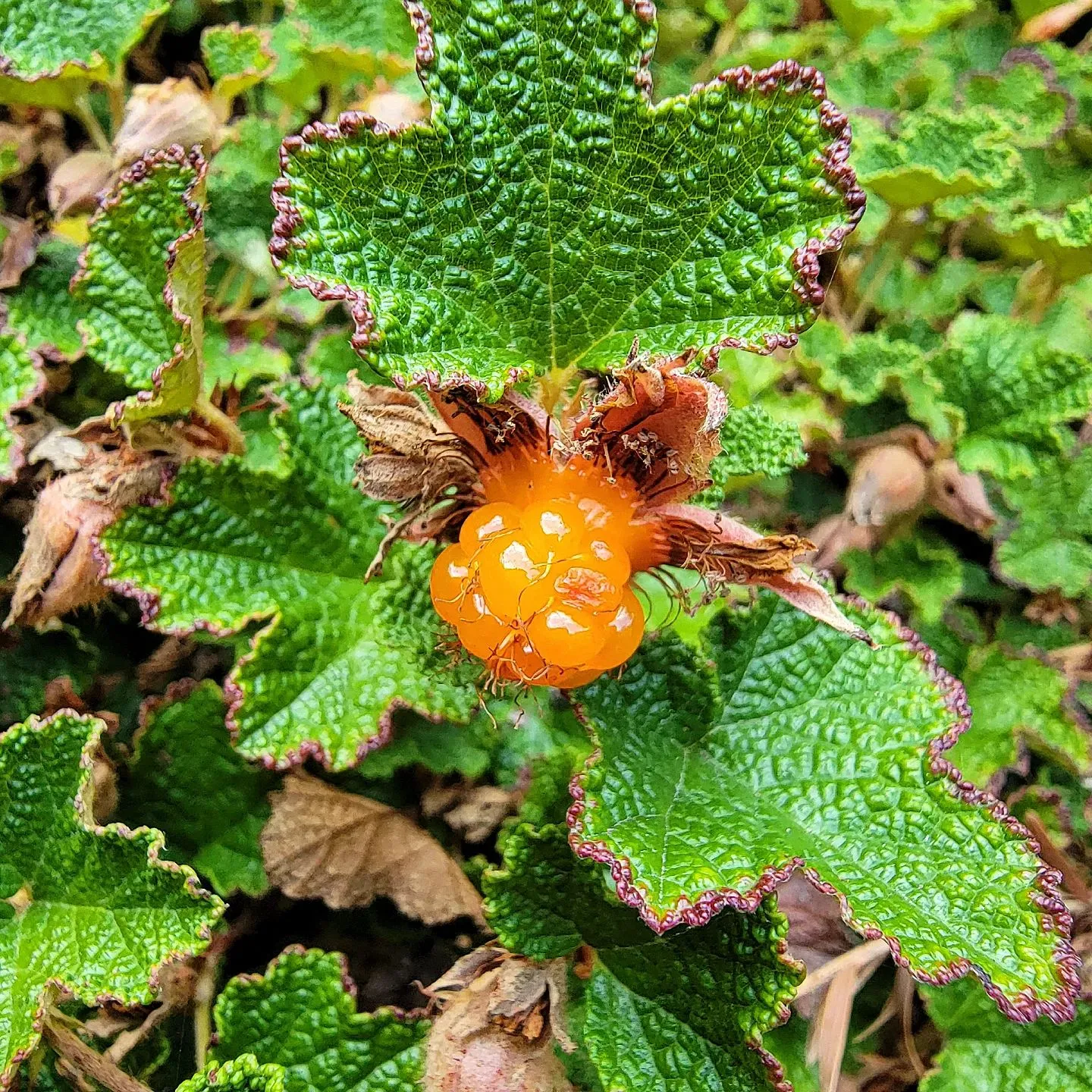 Plant FAQs: Rubus Pentalobus - Rubus Rolfei