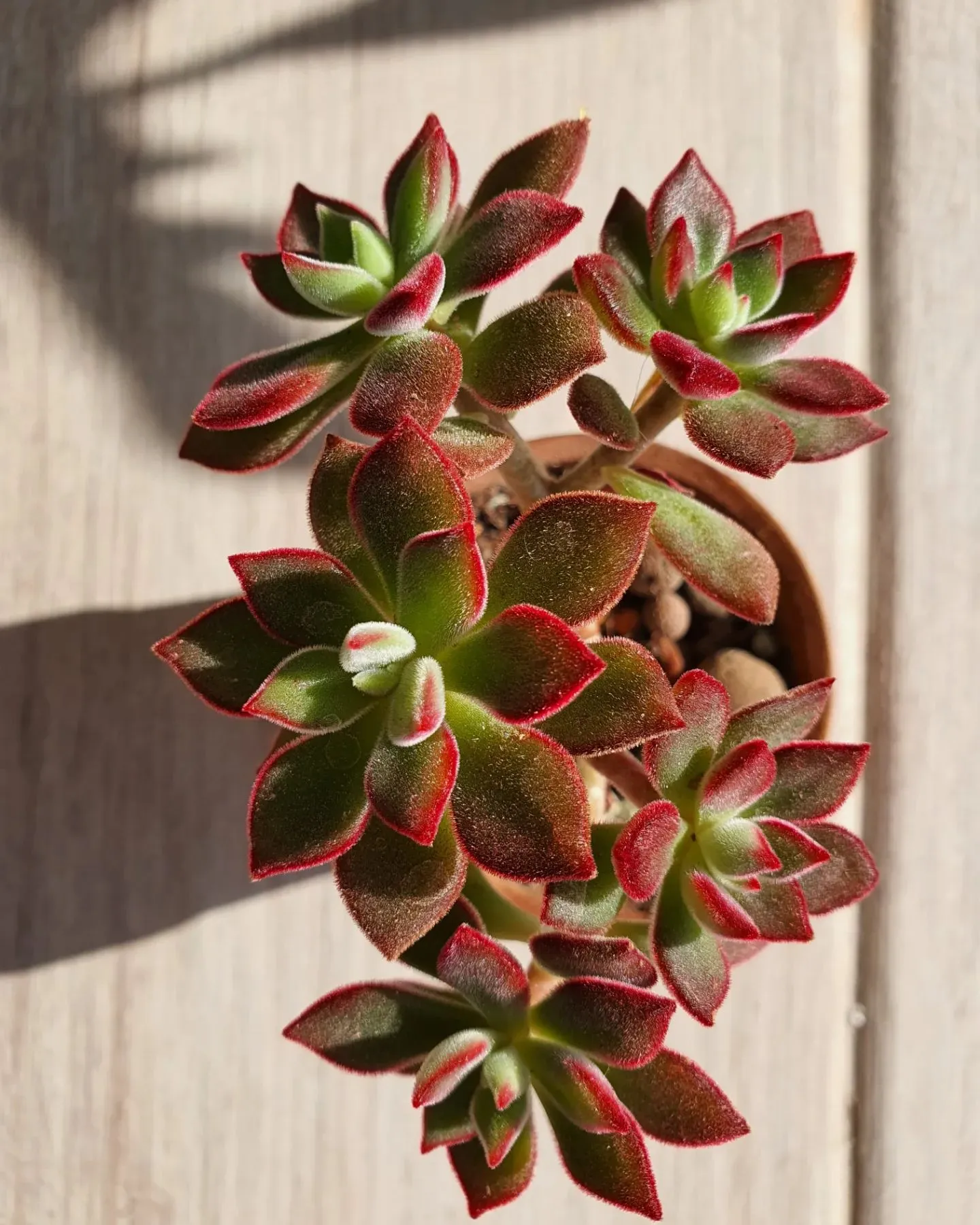 Plant FAQs: Ruby Slippers Succulent - Echeveria Harmsii