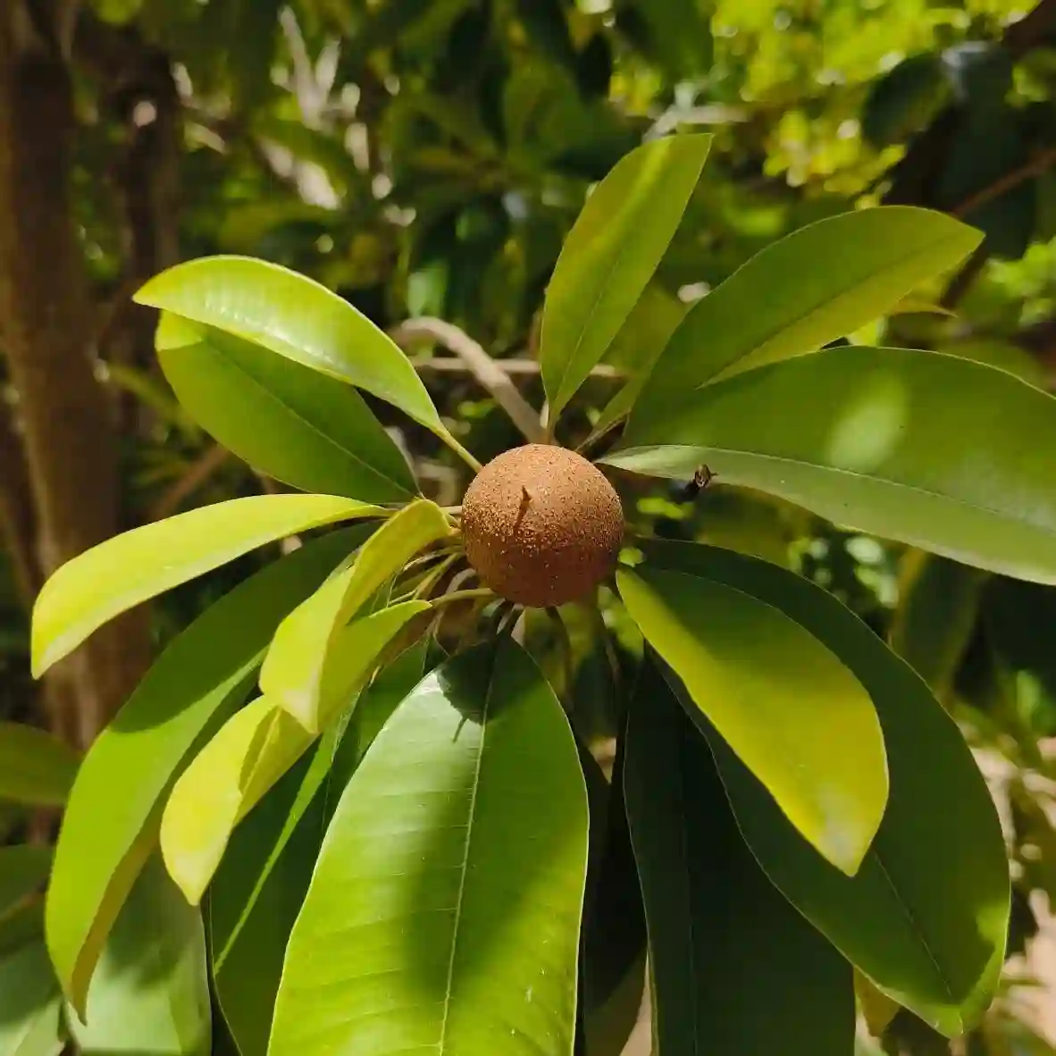 Plant FAQs: Sapote - Pouteria Sapota