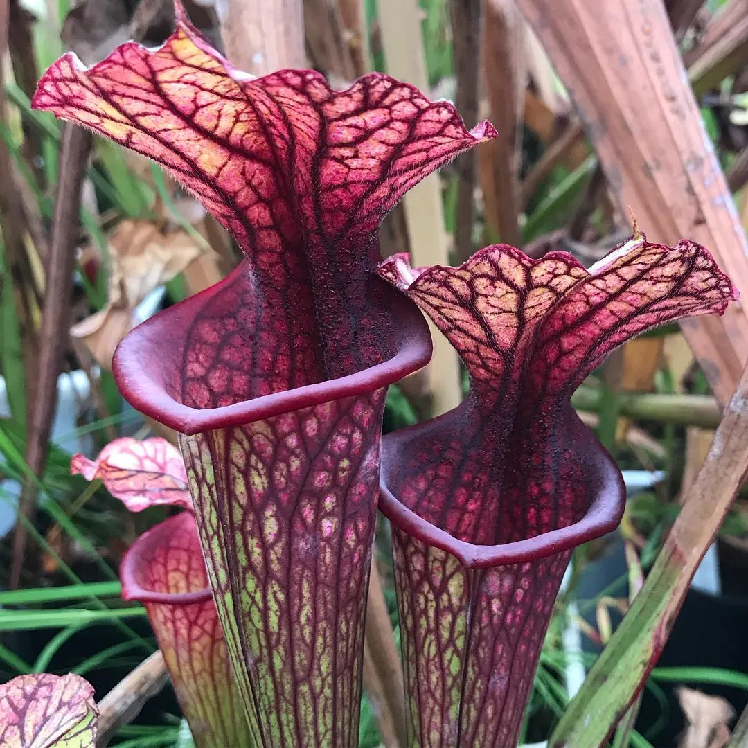 Plant FAQs: Sarracenia Saurus