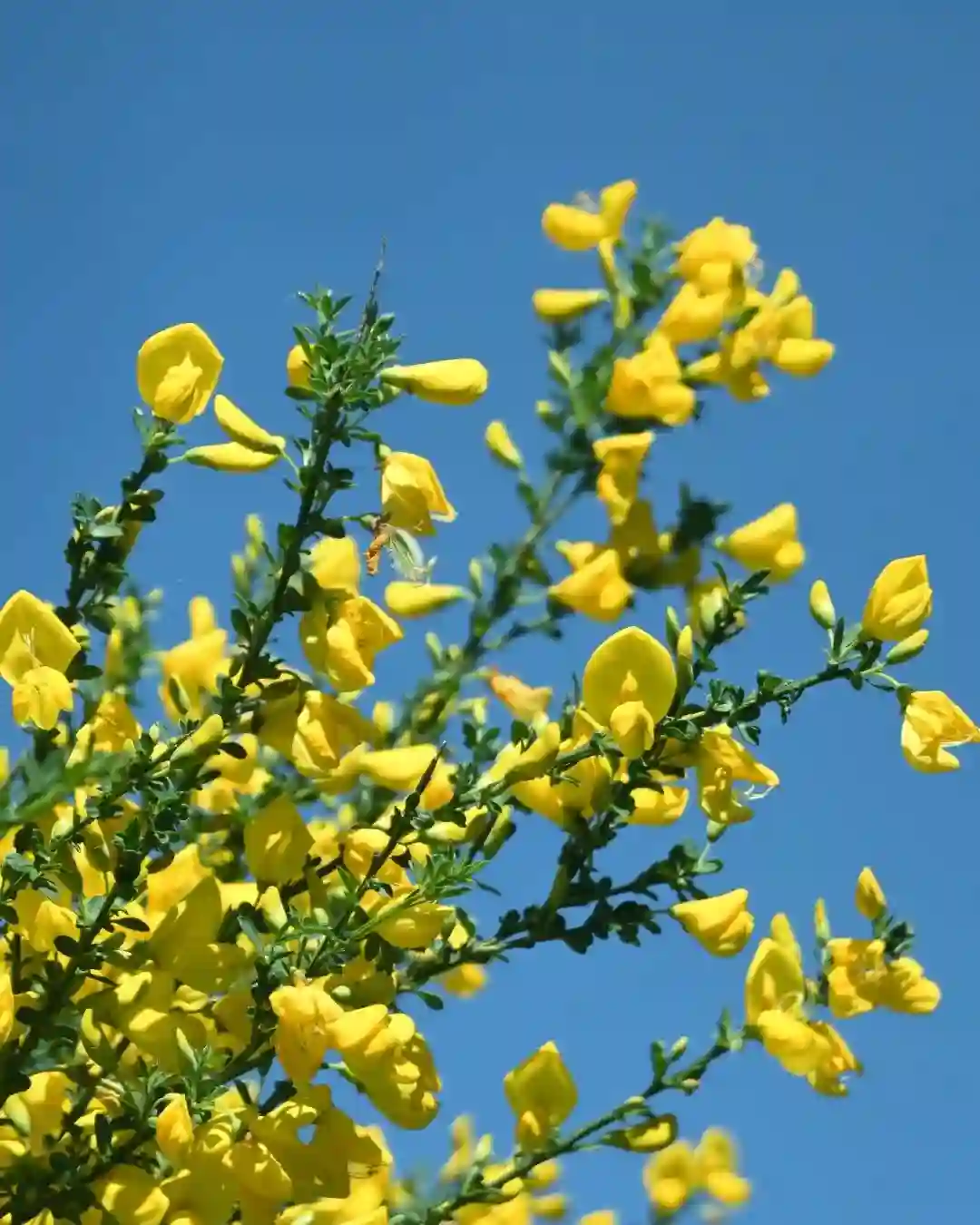 Plant FAQs: Scotch Broom - Cytisus Scoparius