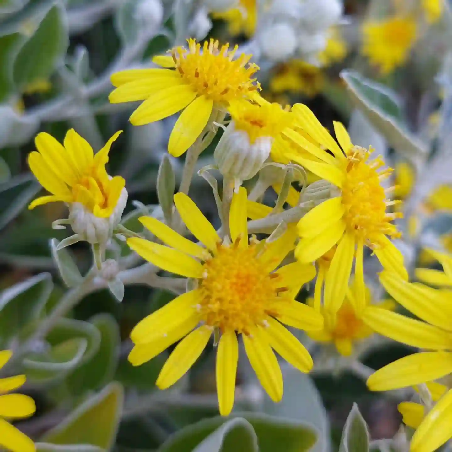 Plant FAQs: Senecio Greyi - Brachyglottis Greyi