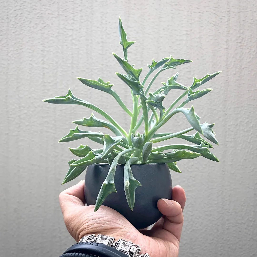 Plant FAQs: Senecio Kleiniiformis