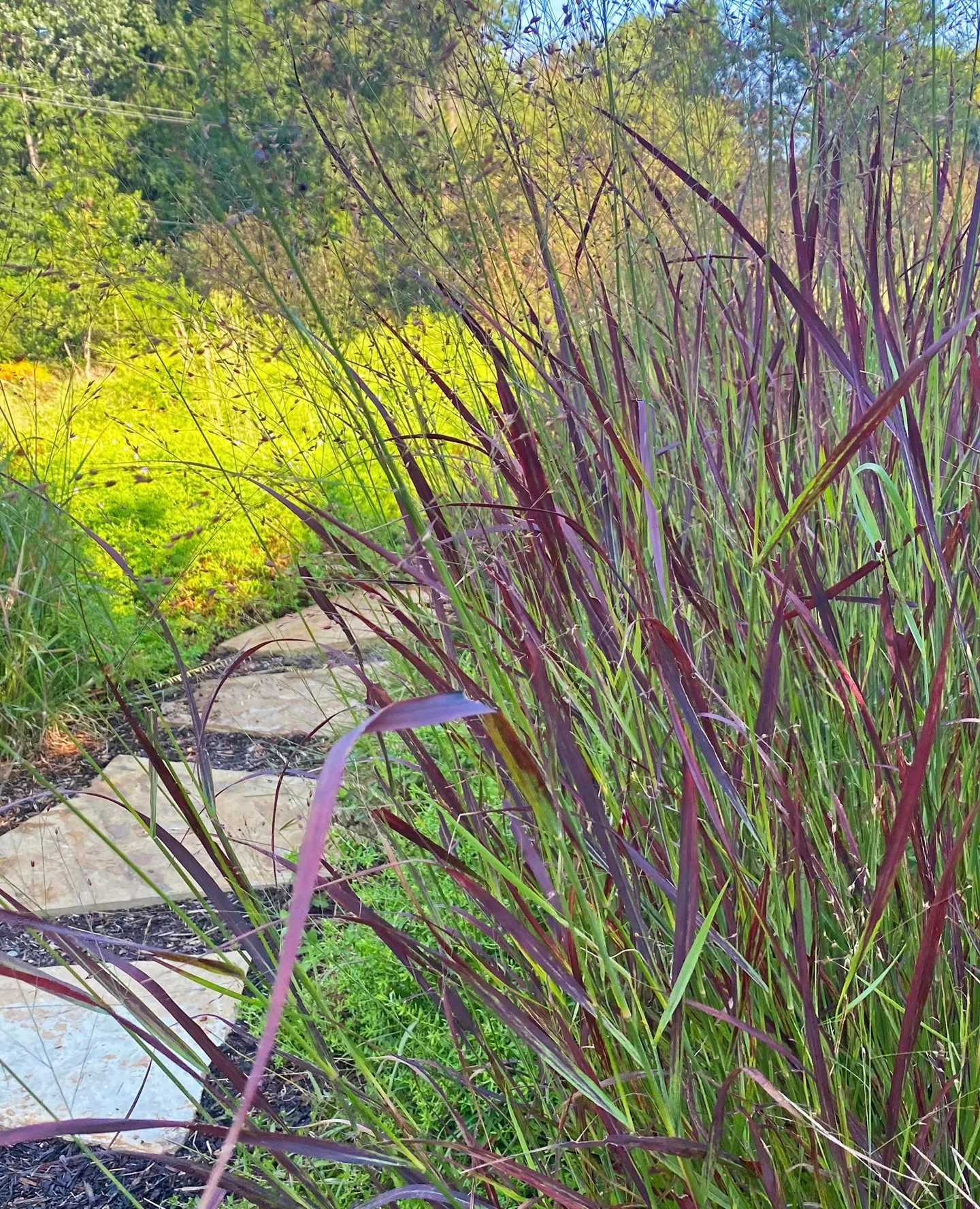 Plant FAQs: Shenandoah Switch Grass - Panicum Virgatum Shenandoah