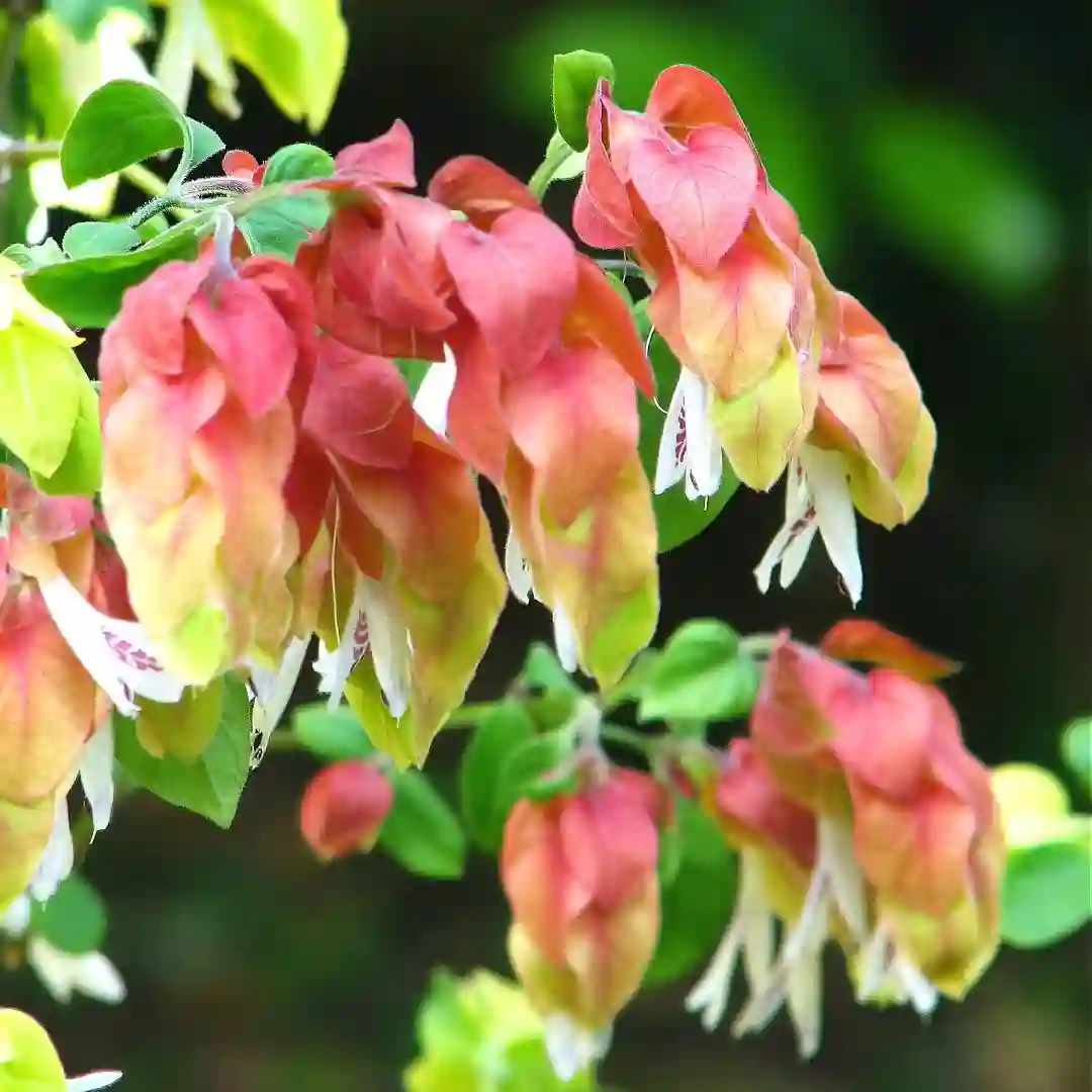 Plant FAQs: Shrimp Plant - Justicia Brandegeeana