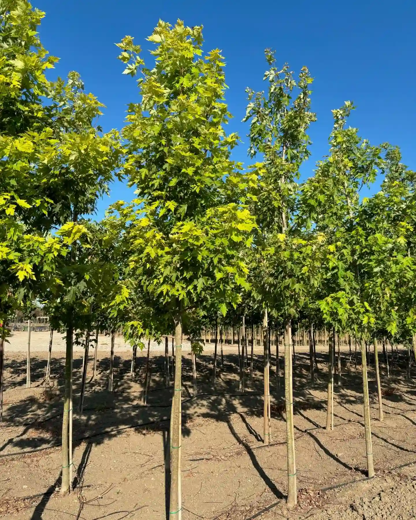 Plant FAQs: Silver Maple - Acer Saccharinum