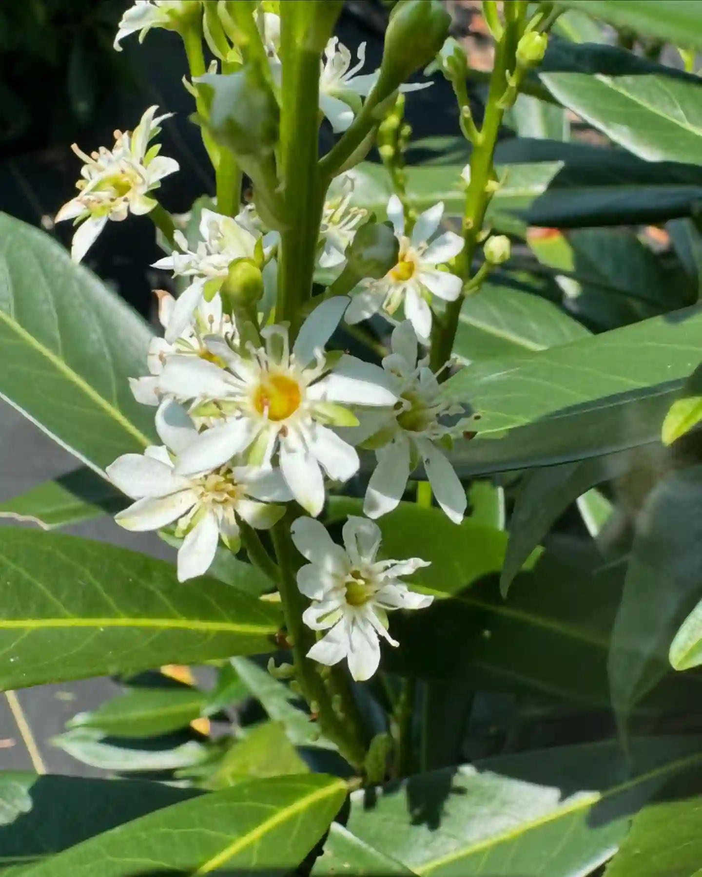 Plant FAQs: Skip Laurel - Prunus Laurocerasus