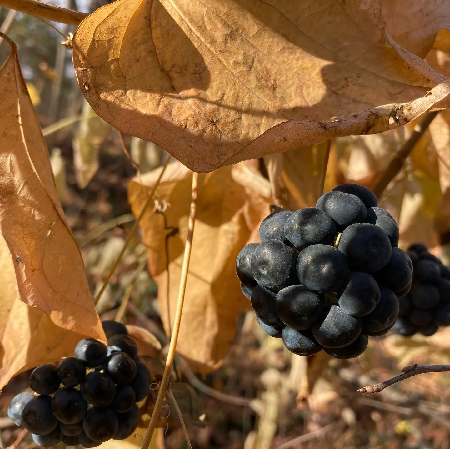 Plant FAQs: Smilax Lasioneura
