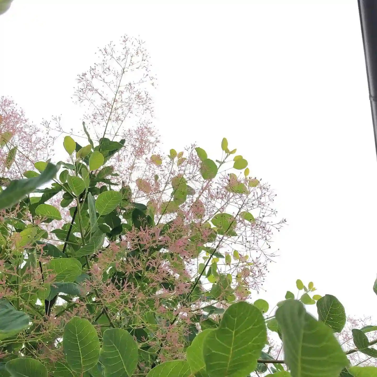 Plant FAQs: Smoke Tree - Cotinus Coggygria