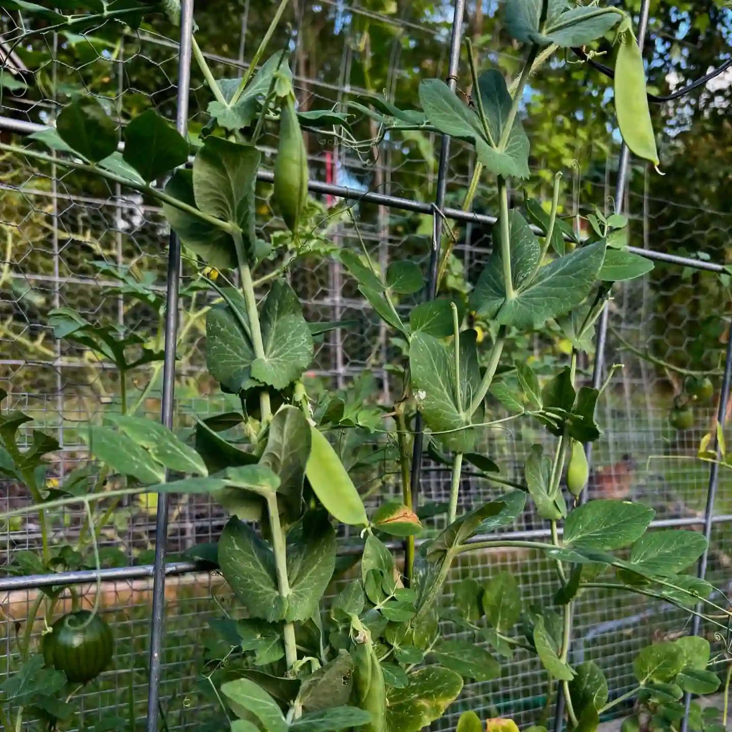 Plant FAQs: Snow Pea - Pisum Sativum var. Saccharatum
