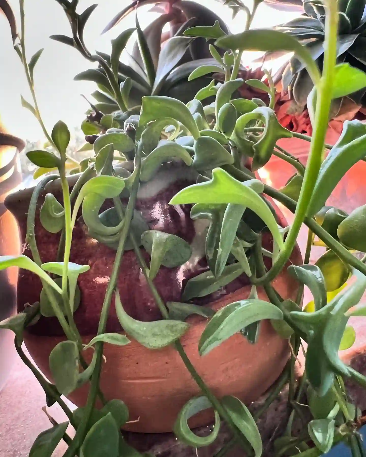 Plant FAQs: String of Dolphins - Senecio Peregrinus - Dendrophorbium ...