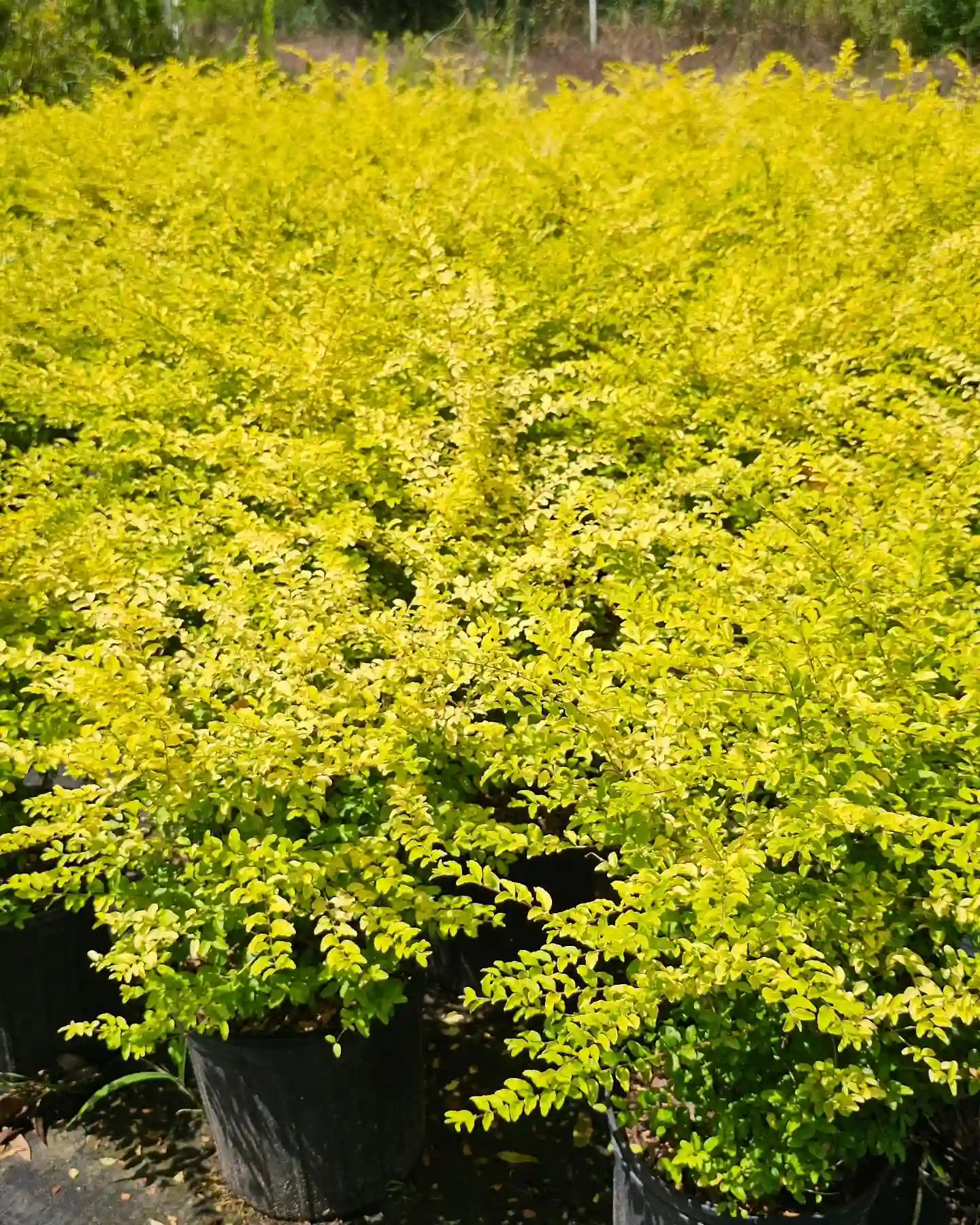 Plant FAQs: Sunshine Ligustrum