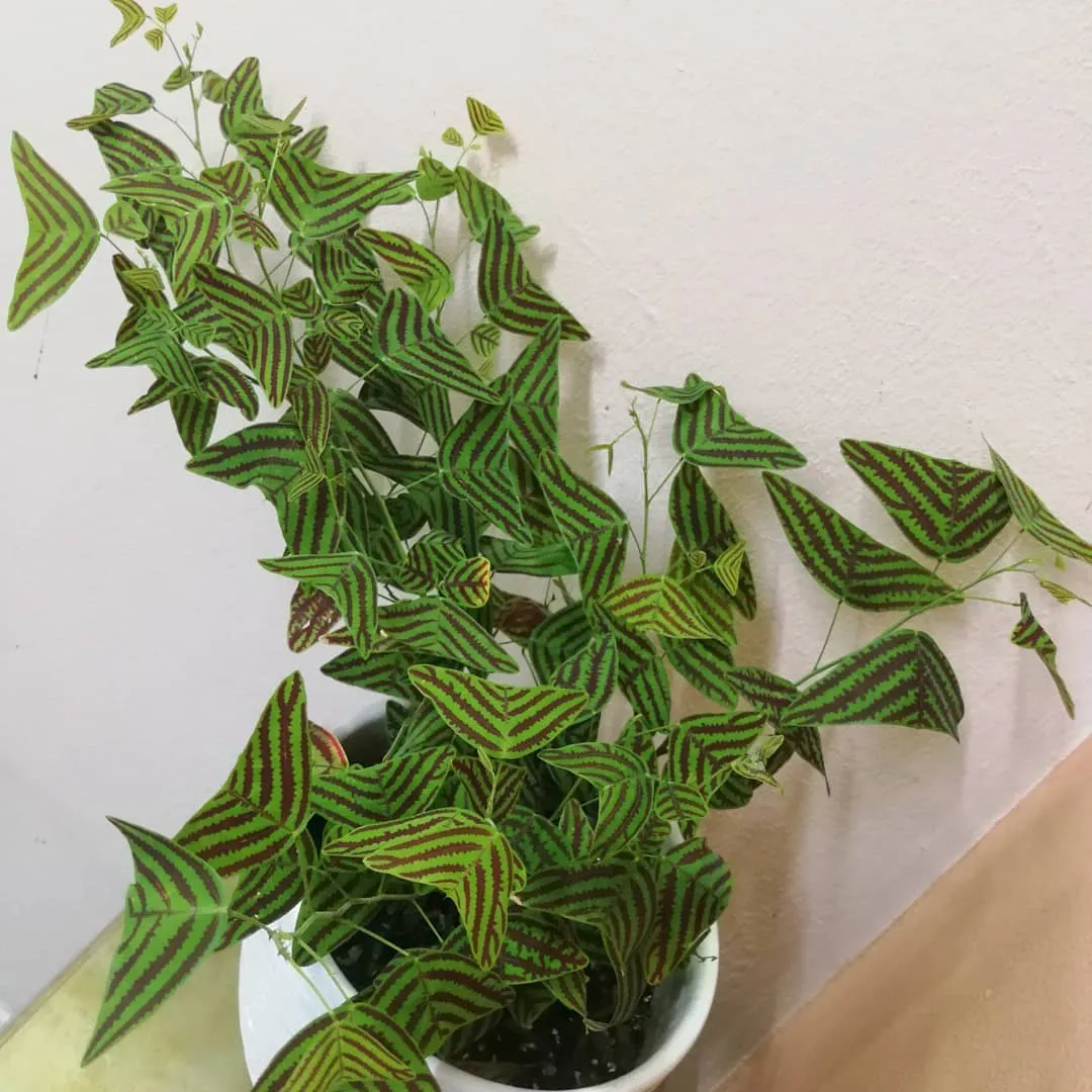 Plant FAQs: Swallowtail Plant - Christia Obcordata