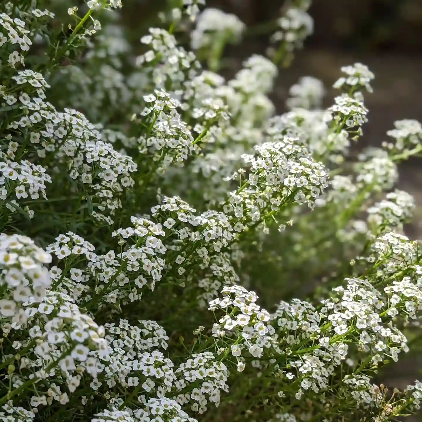 Plant FAQs: Sweet Alyssum - Lobularia Maritima