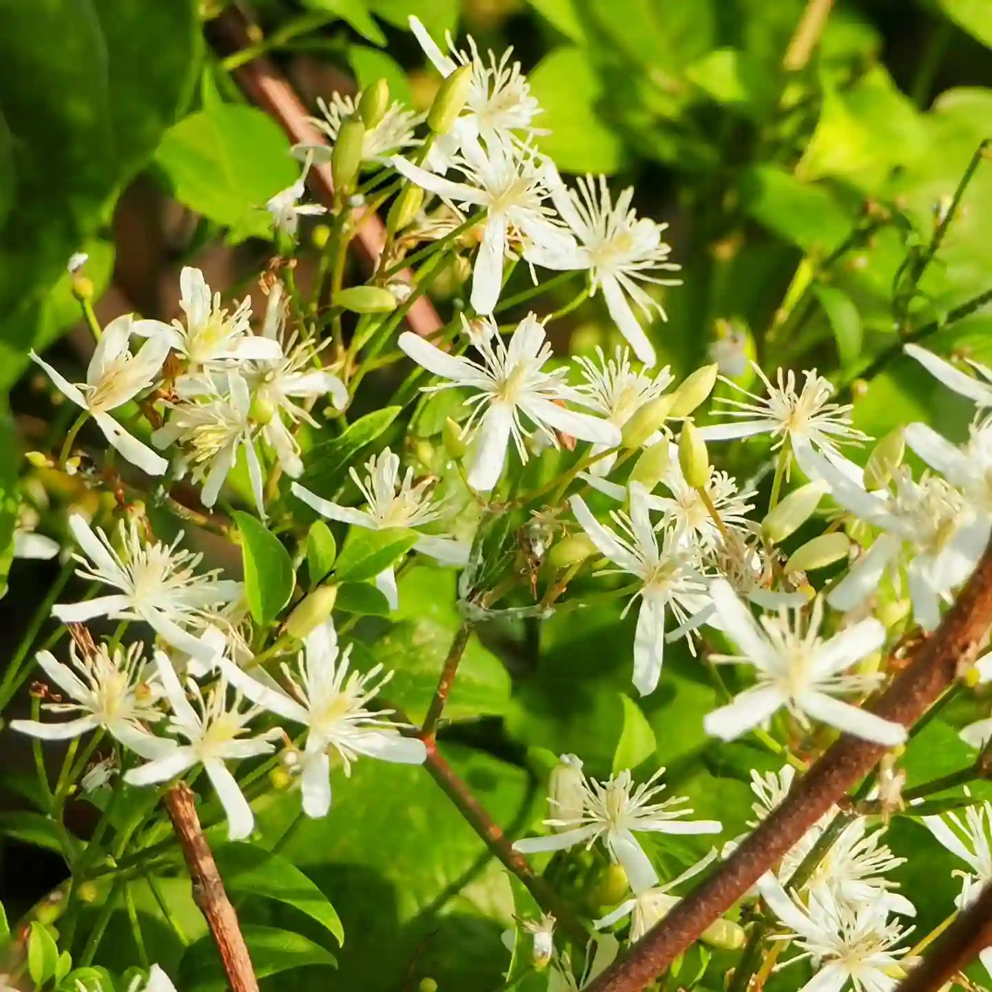 Plant FAQs: Sweet Autumn Clematis - Clematis Terniflora