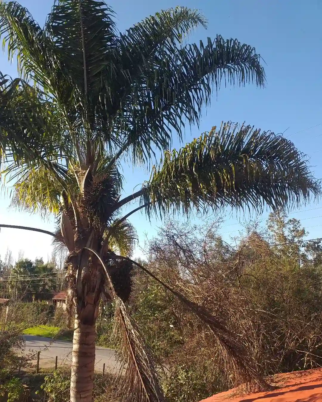 Plant FAQs: Syagrus Romanzoffiana - Queen Palm