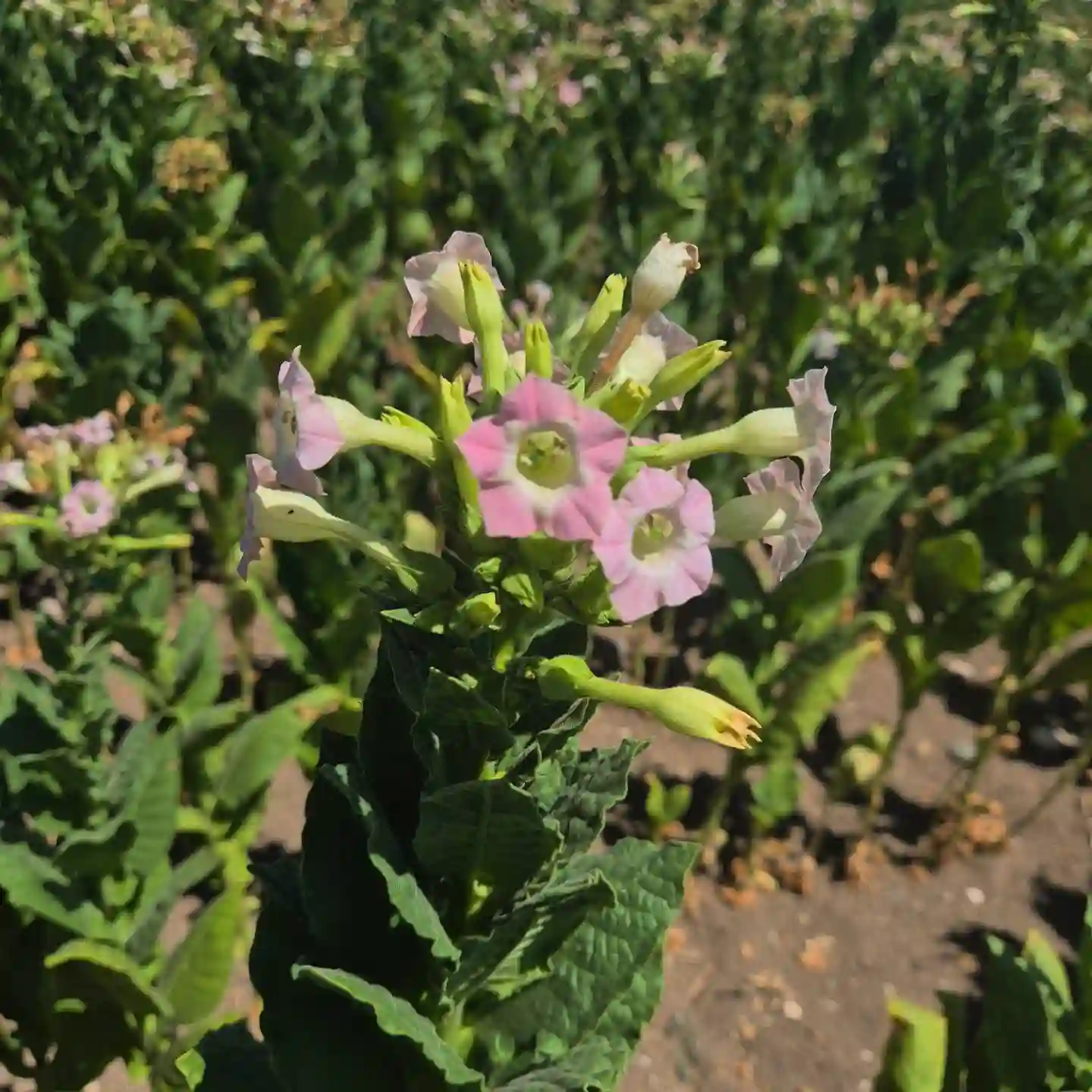 Plant FAQs: Tobacco Plant - Nicotiana Tabacum