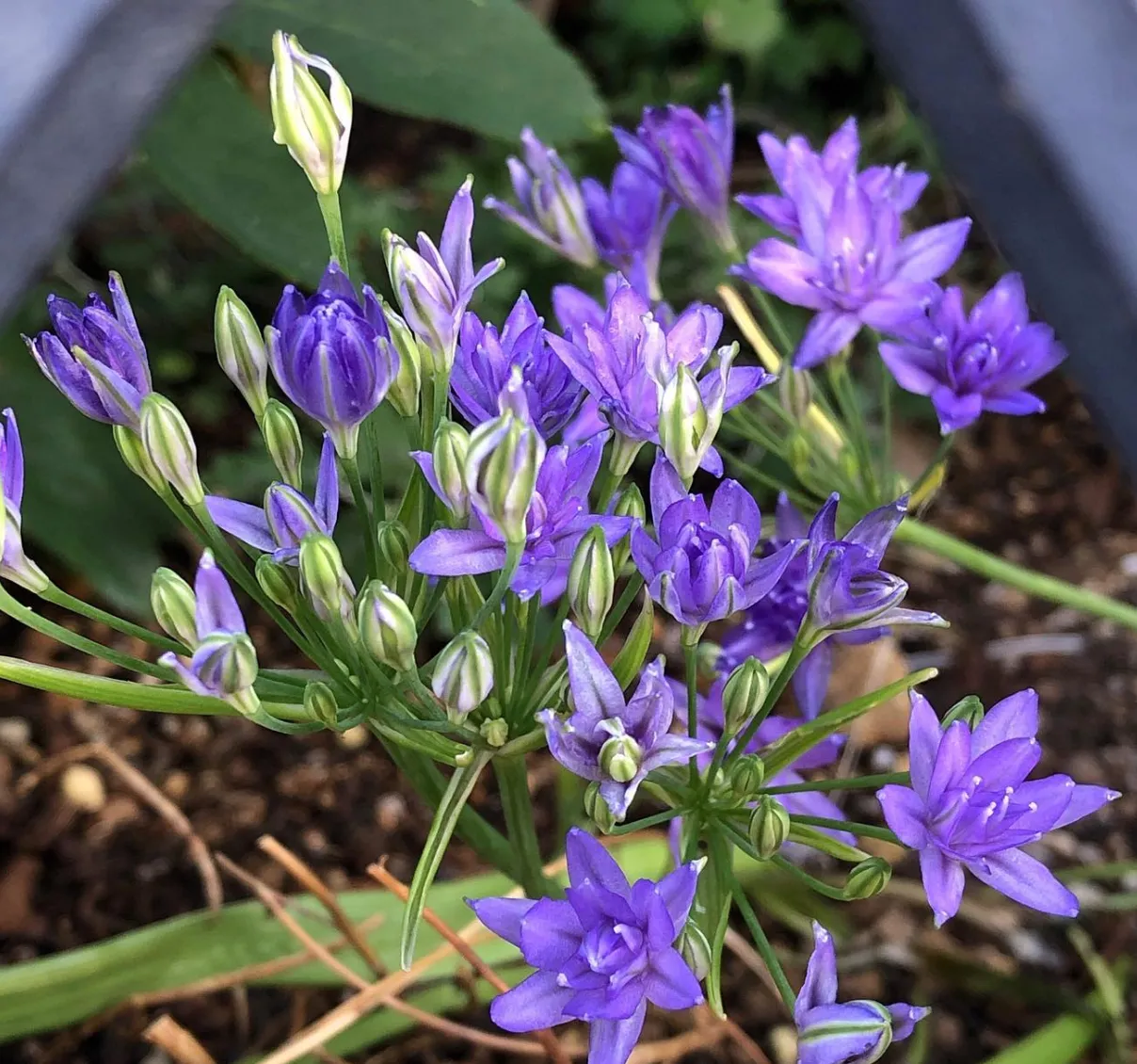 Plant FAQs: Triteleia Aquarius