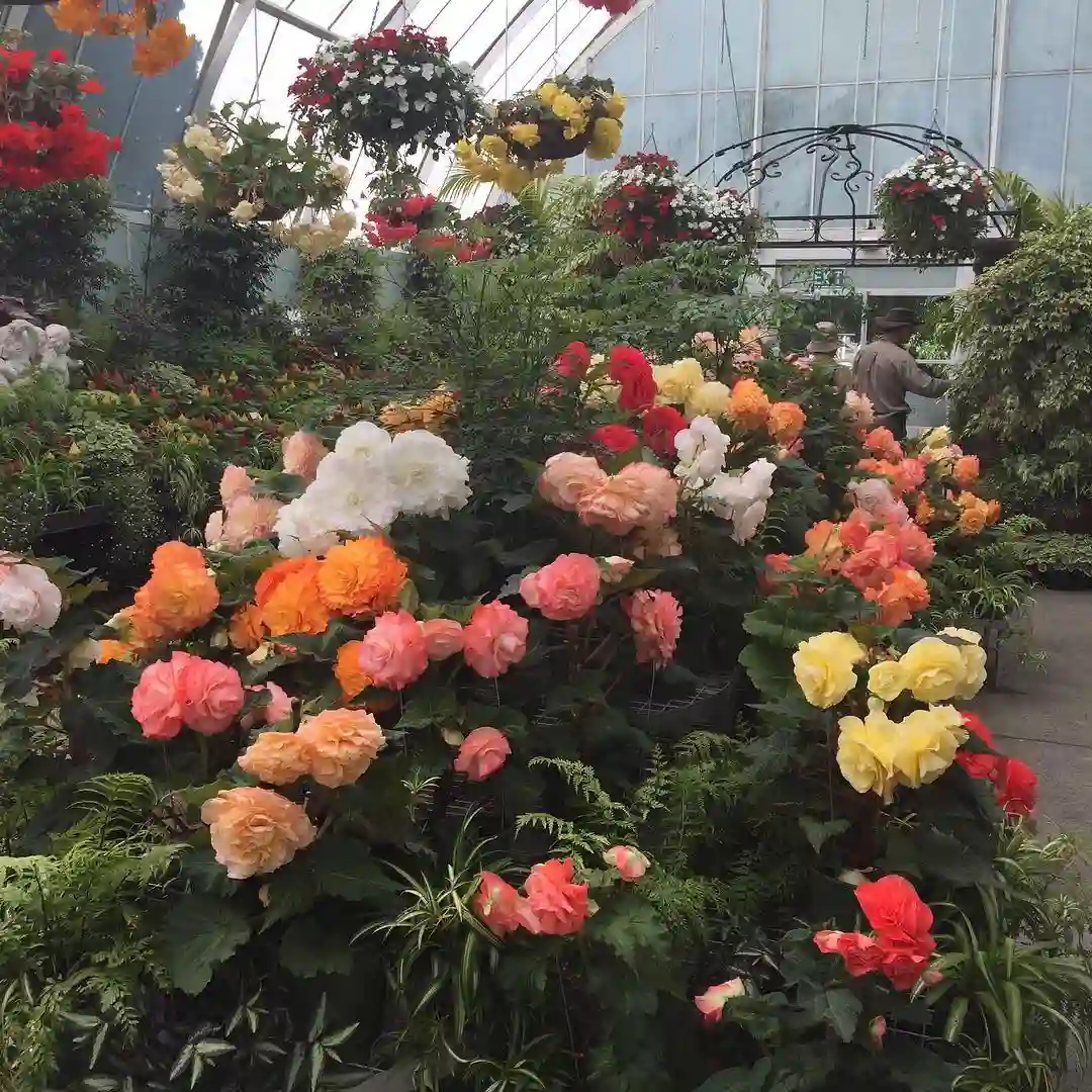 Plant FAQs: Rosa Damascena - Damask Rose - Lokelani Flower