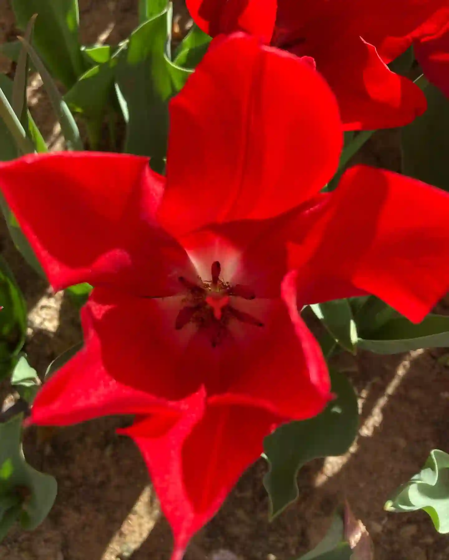 Plant FAQs: Tulipa Tubergeniana