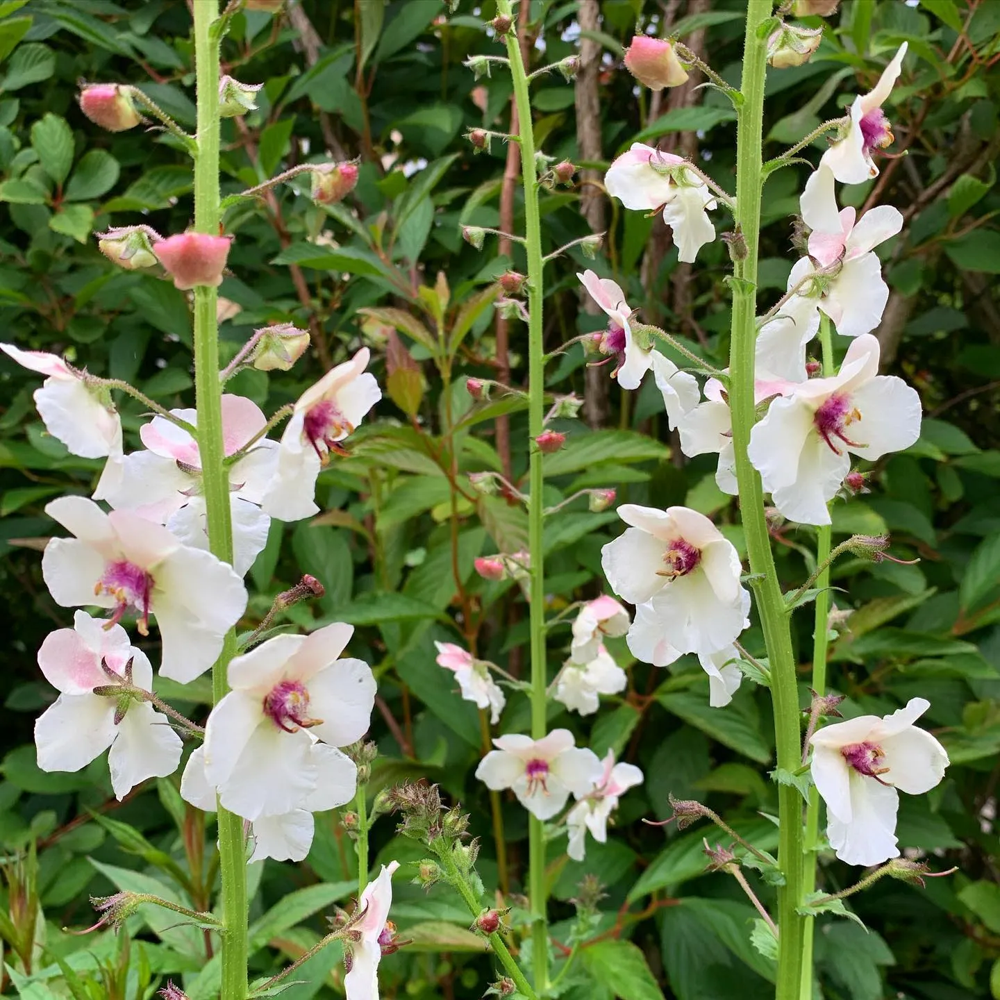 Plant FAQs: Verbascum Snowy Spires